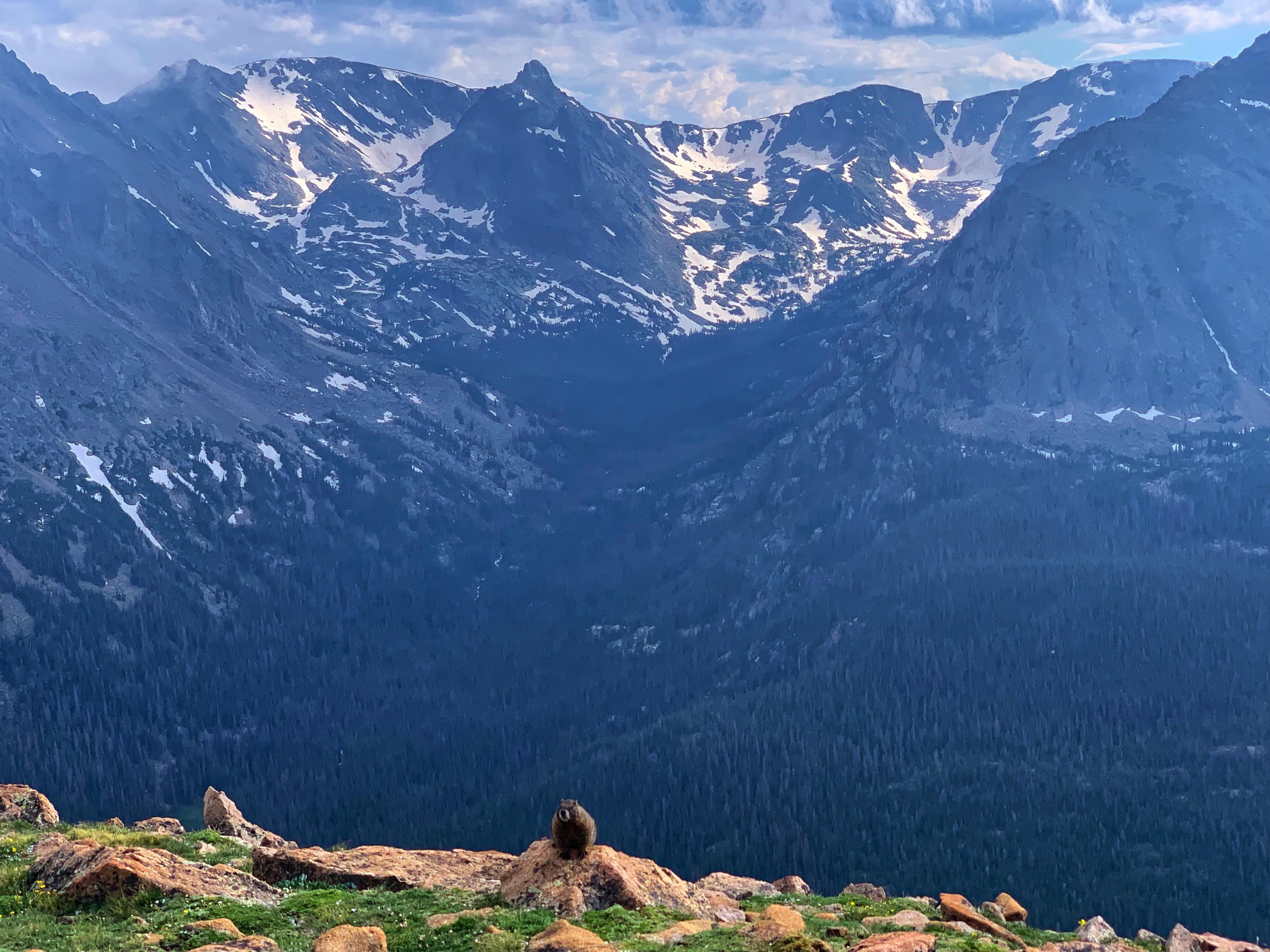 Cute lil marmot sunbathing in the Rockies | Scrolller