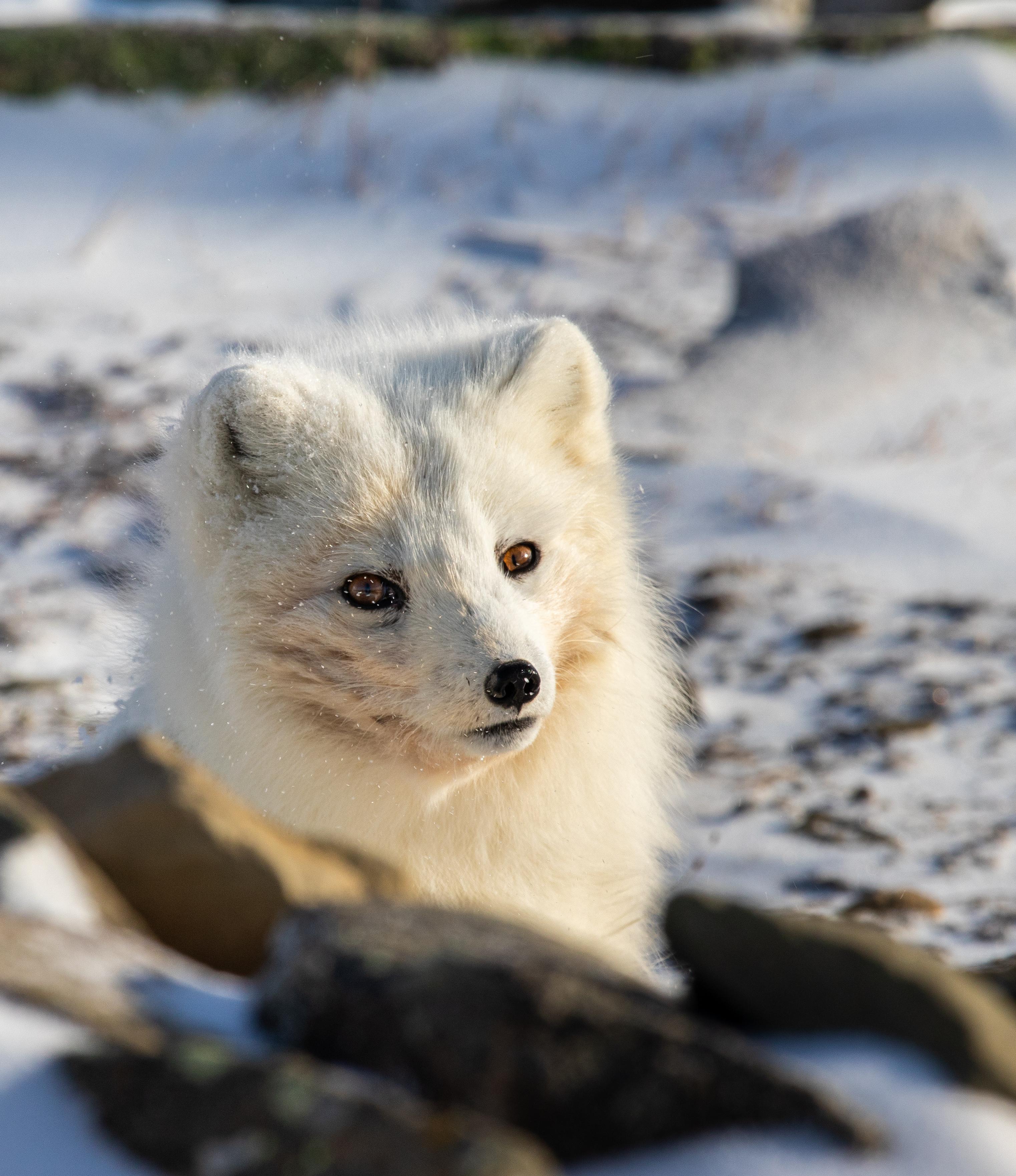 🔥 Cute little arctic fox | Scrolller