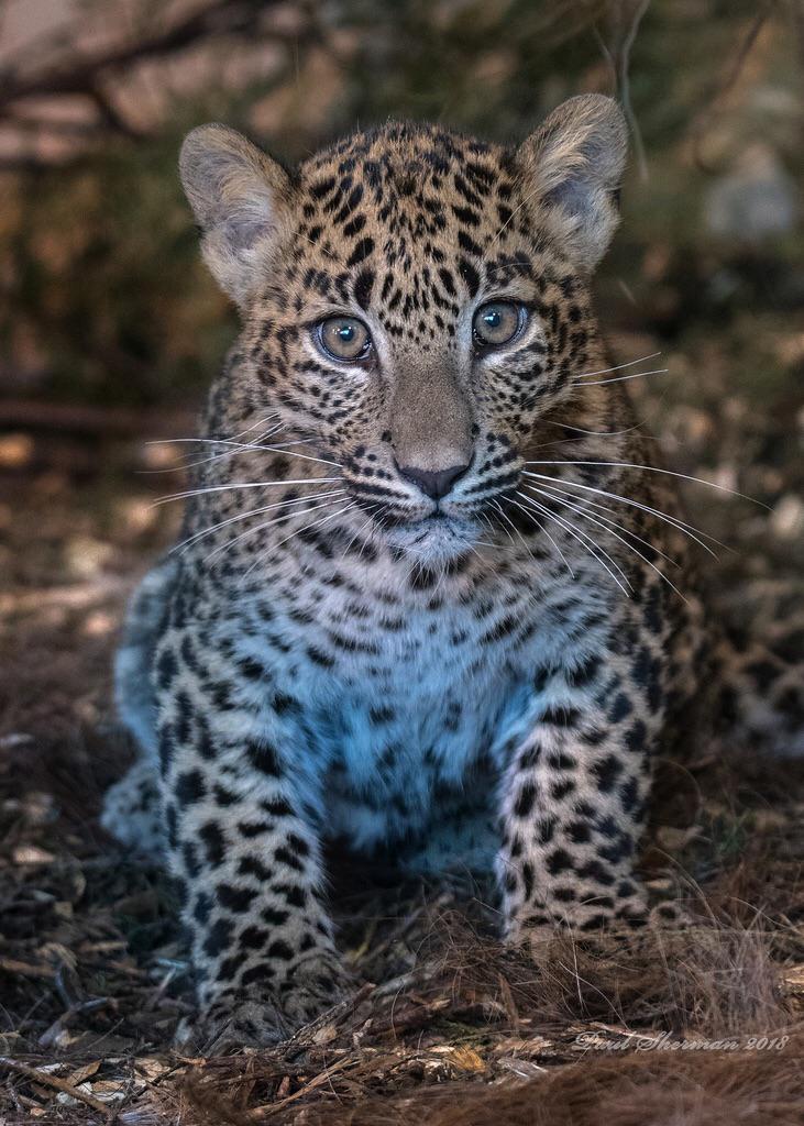 Cute Little Leopard | Scrolller