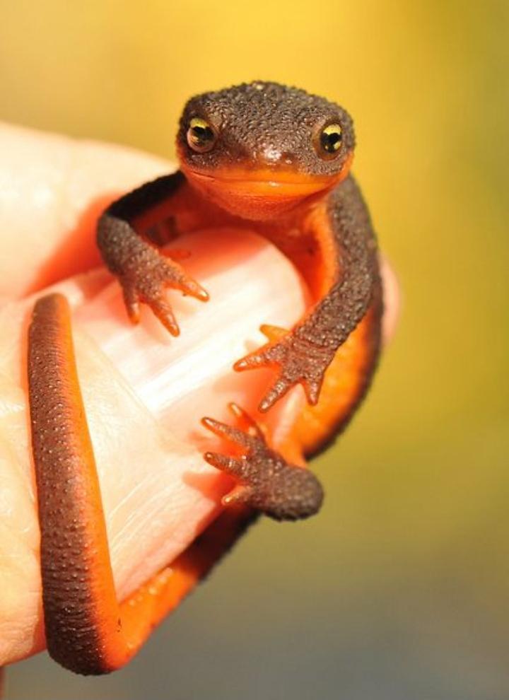 Cute newt for a change (🐸 Amphibian gang 🐸) | Scrolller