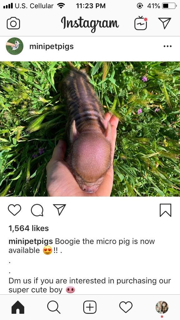 Cute p...pig? | Scrolller