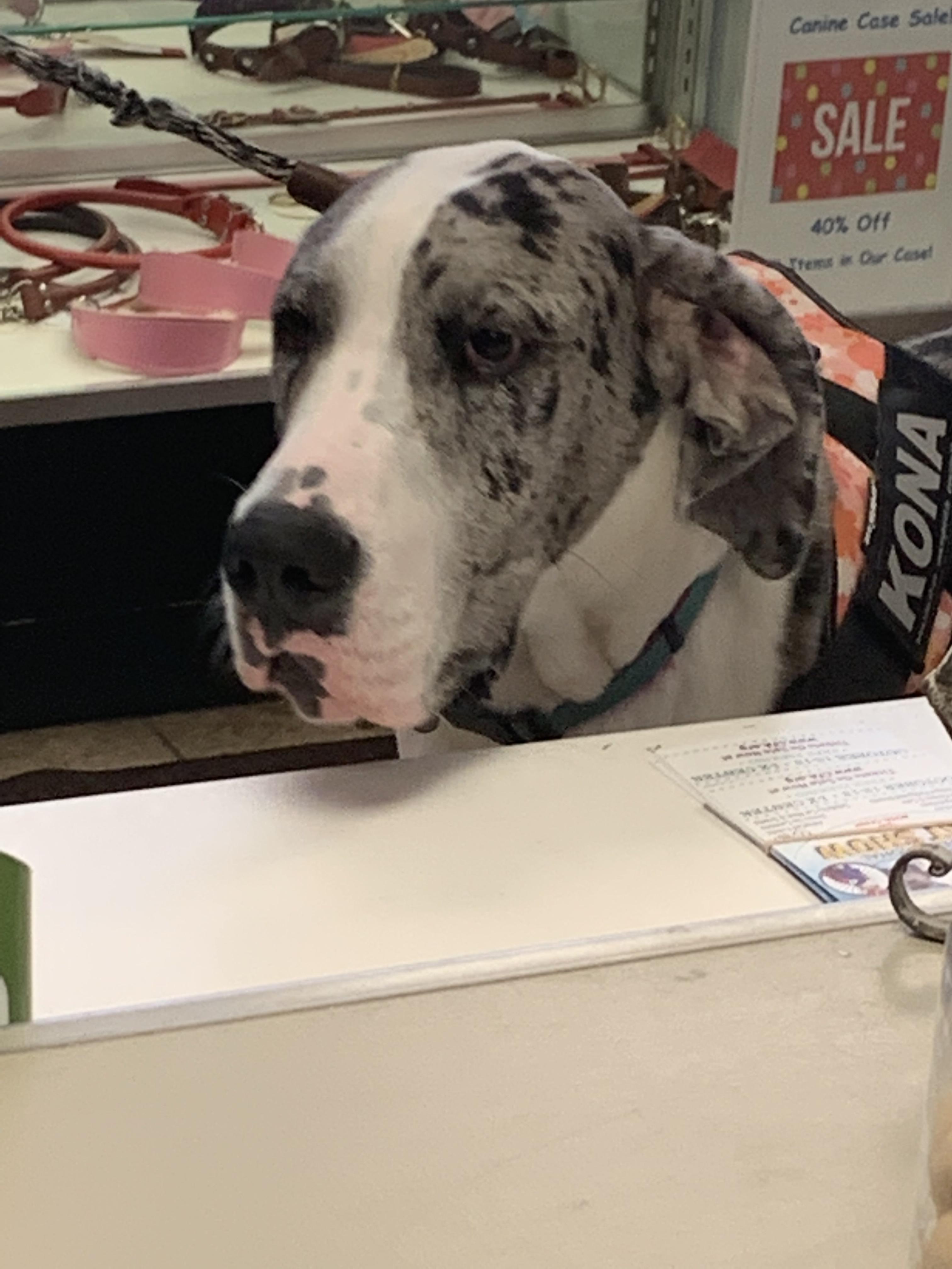 Cute pupper located | Scrolller