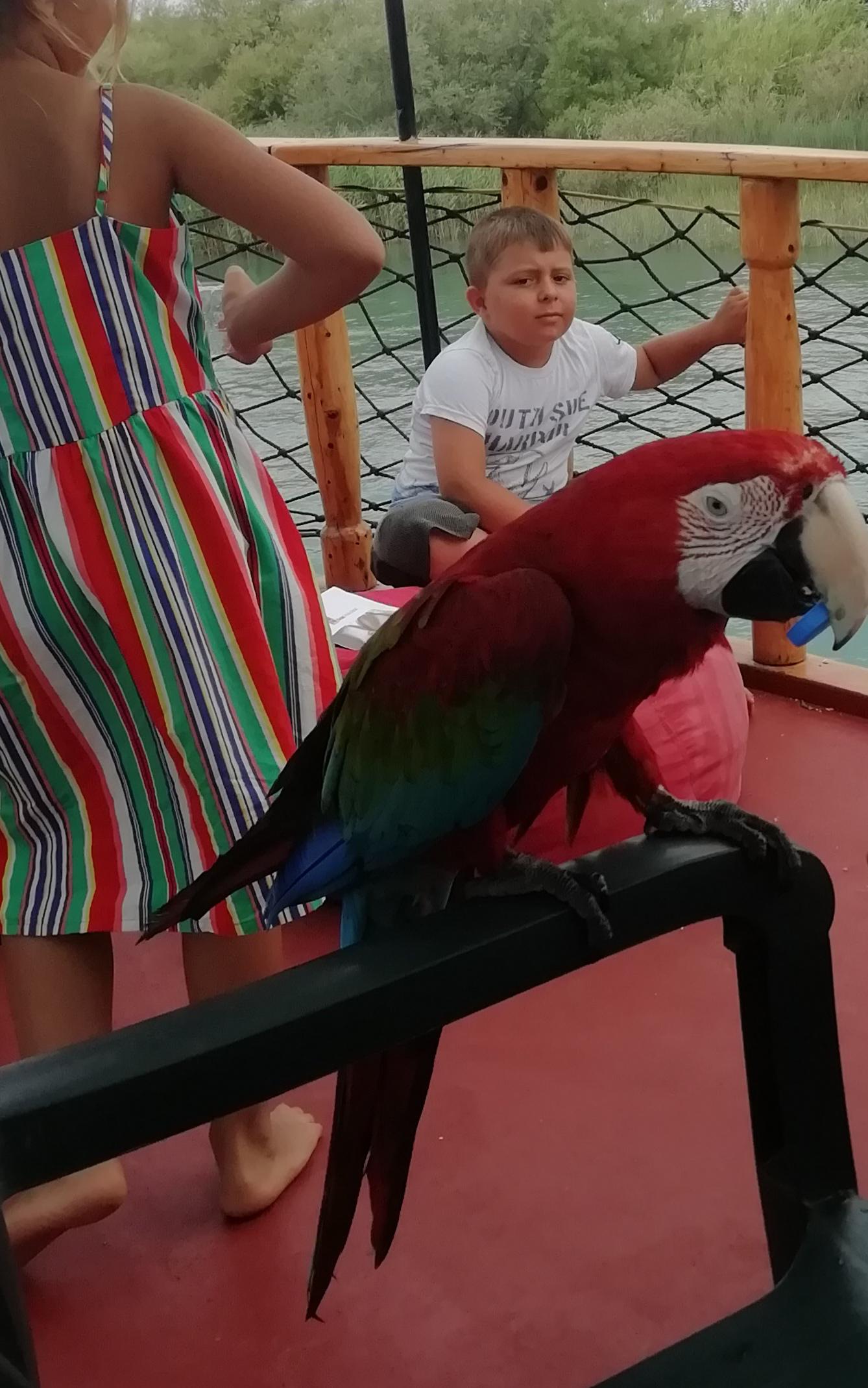 Cute Red parrot | Scrolller