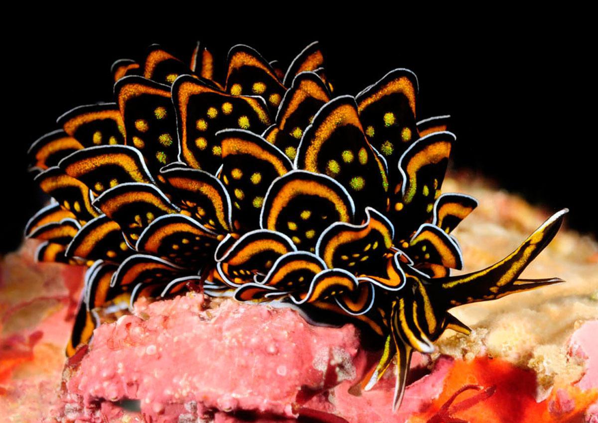 🔥 Cyerce nigricans, a beautiful species of sea slug 🔥 | Scrolller