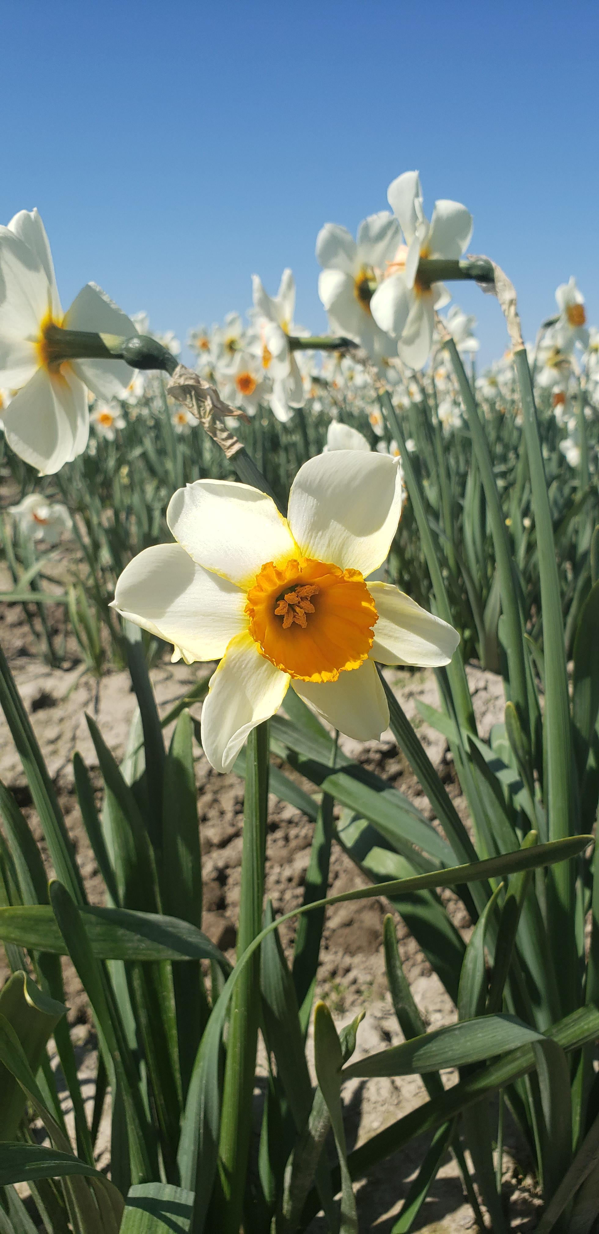daffodil | Scrolller