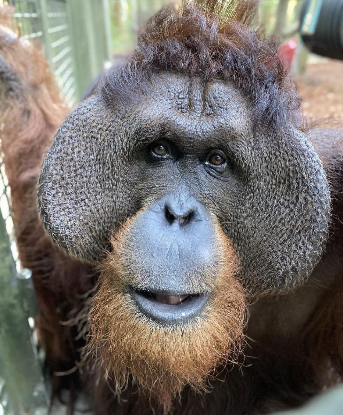 Daily ape photo no 1. This is jethro | Scrolller