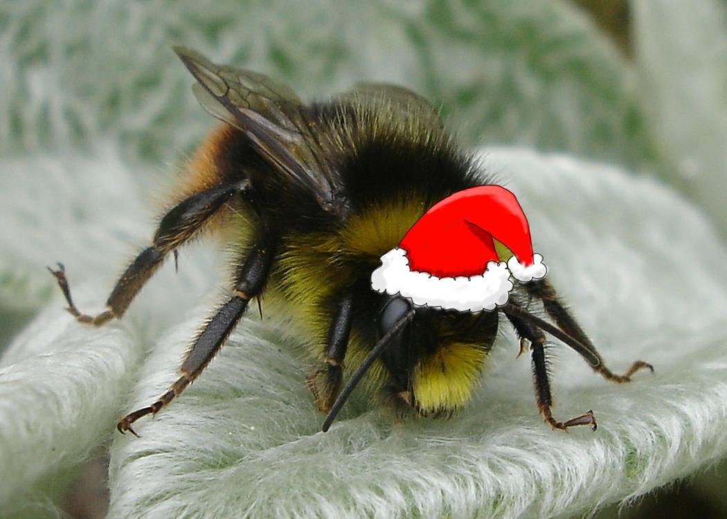 Daily Christmas Bee #17 | Scrolller
