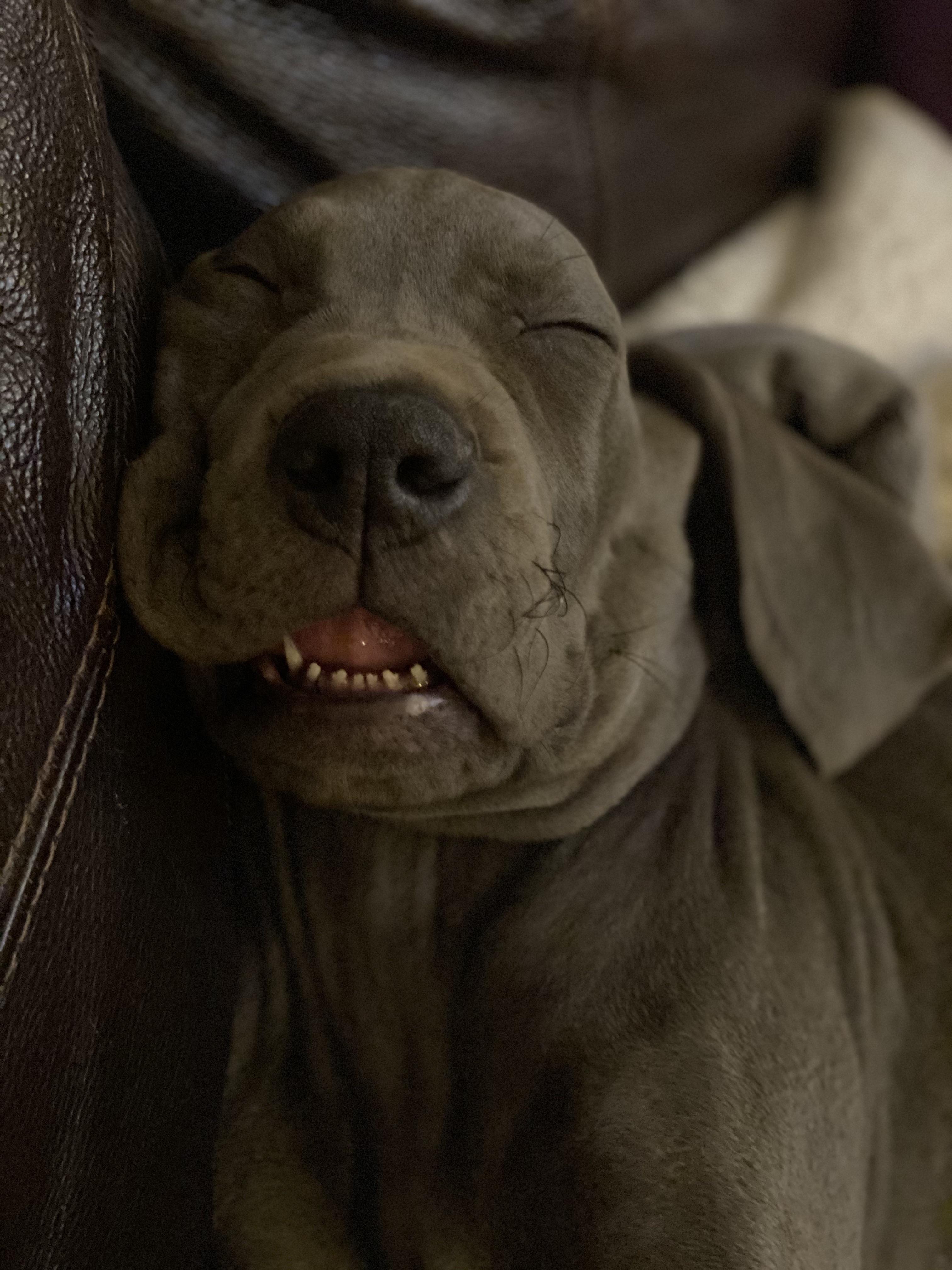 Daisy the Dane figuring out proper sleep positions. | Scrolller