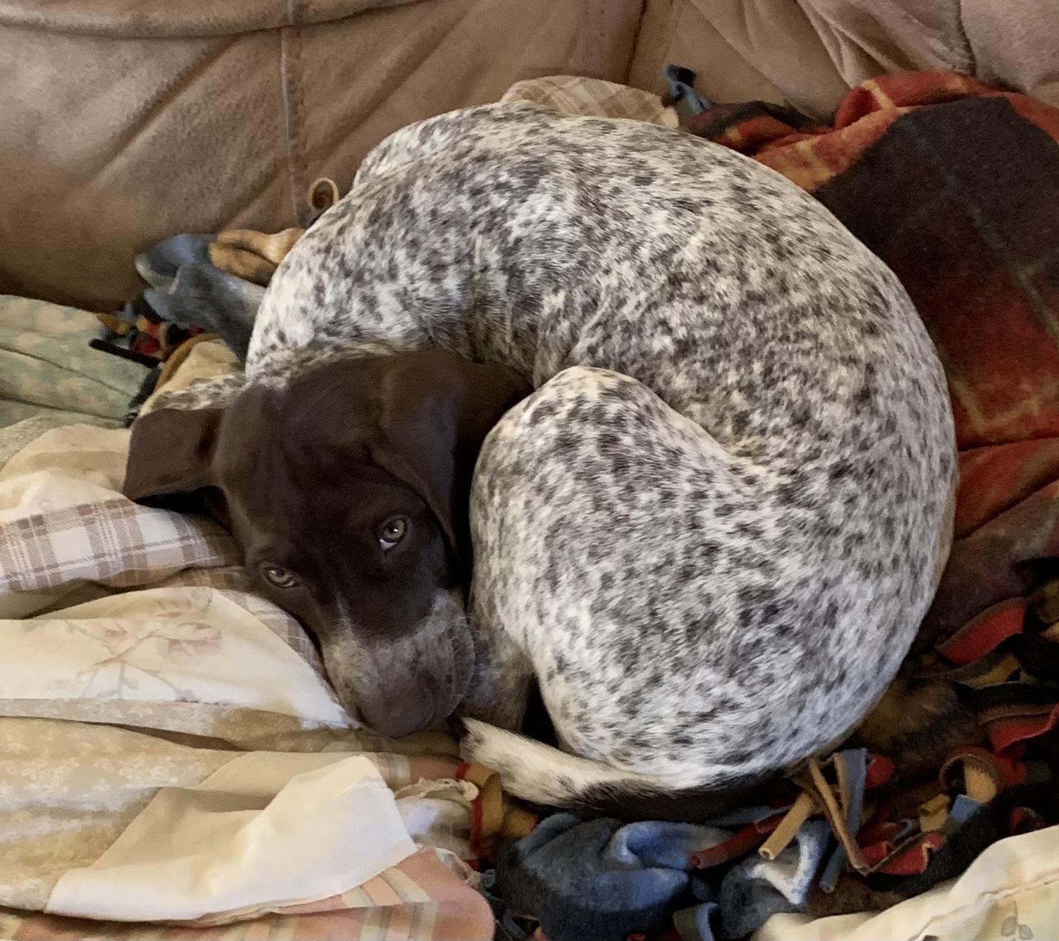 Daisy was taking a nap until I disturbed her | Scrolller