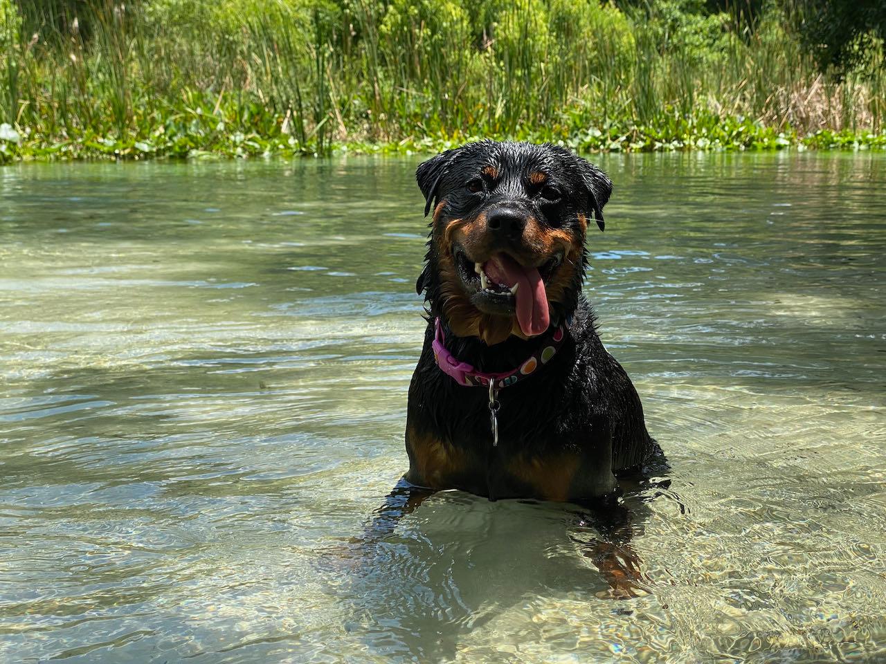 Dakota loves playing in the river! | Scrolller