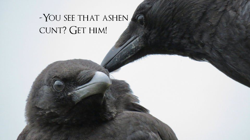 Damn Crows | Scrolller