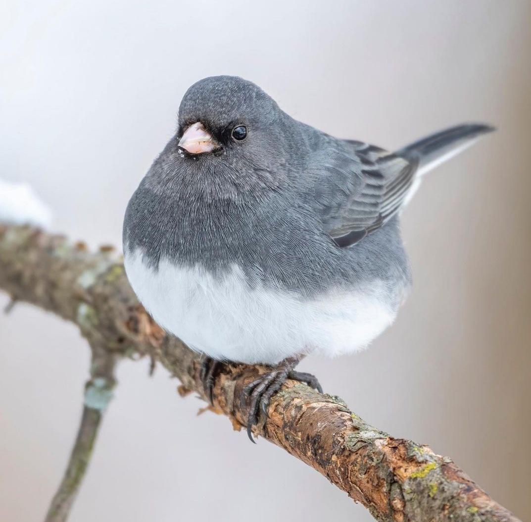 Dark eyed junco | Scrolller
