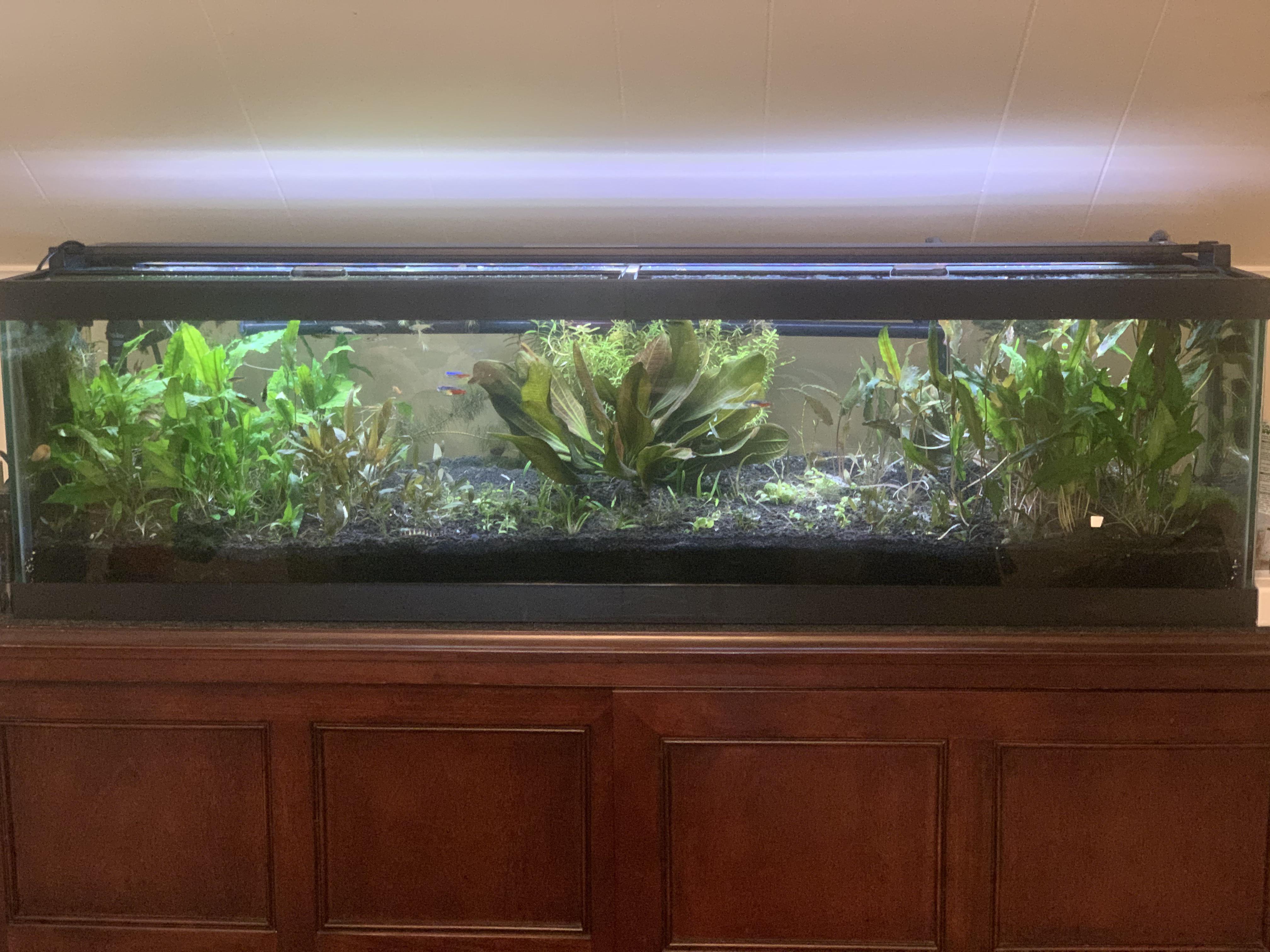 Day 2 of my first walstad, excited to see how things will change. | Scrolller