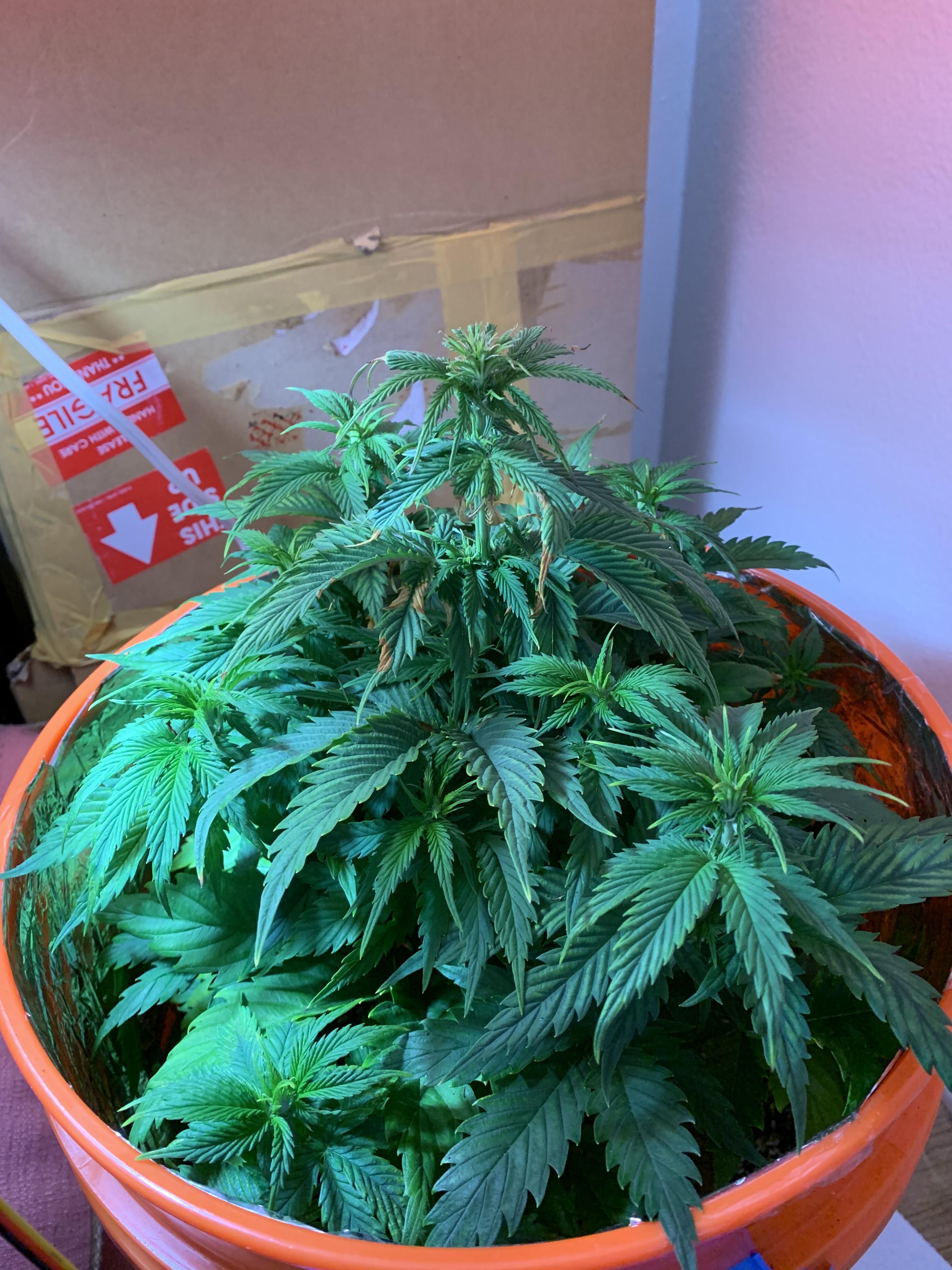 Day 36 since seed on my first bucket grow | Scrolller