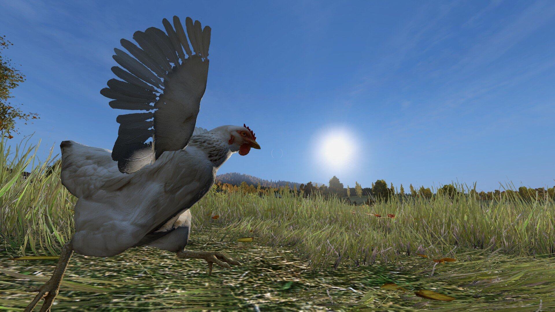 DayZ chicken worshipping. | Scrolller
