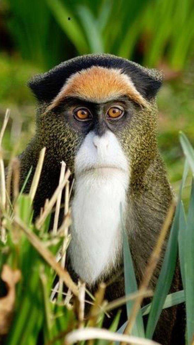 De Brazza’s monkey | Scrolller