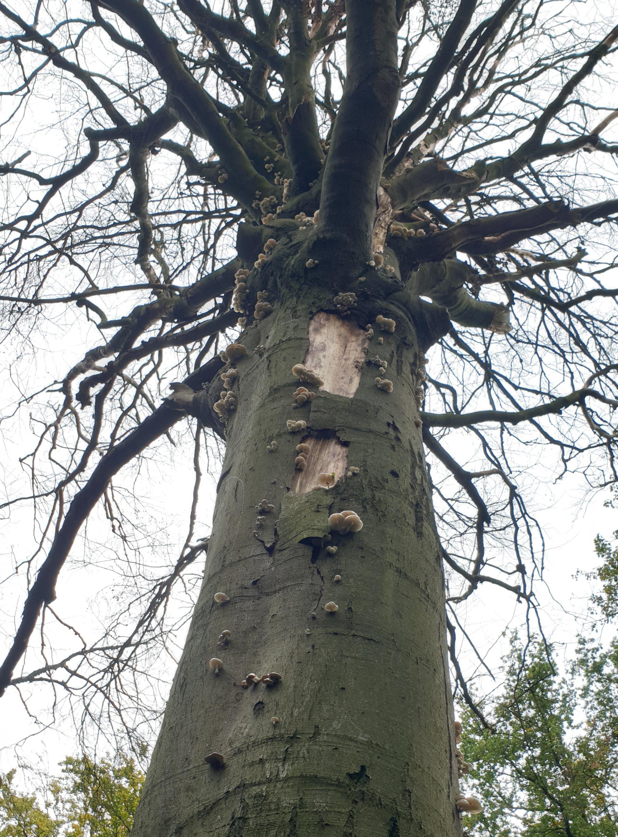 Dead tree taken over by mushrooms | Scrolller