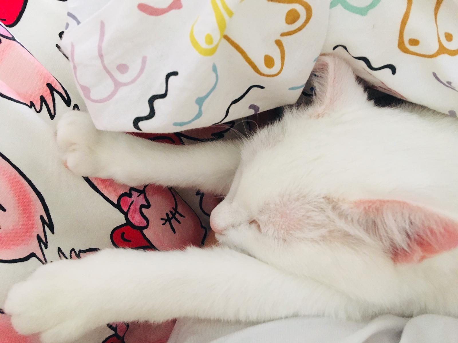 Deaf Stevie the sleepy fluff | Scrolller