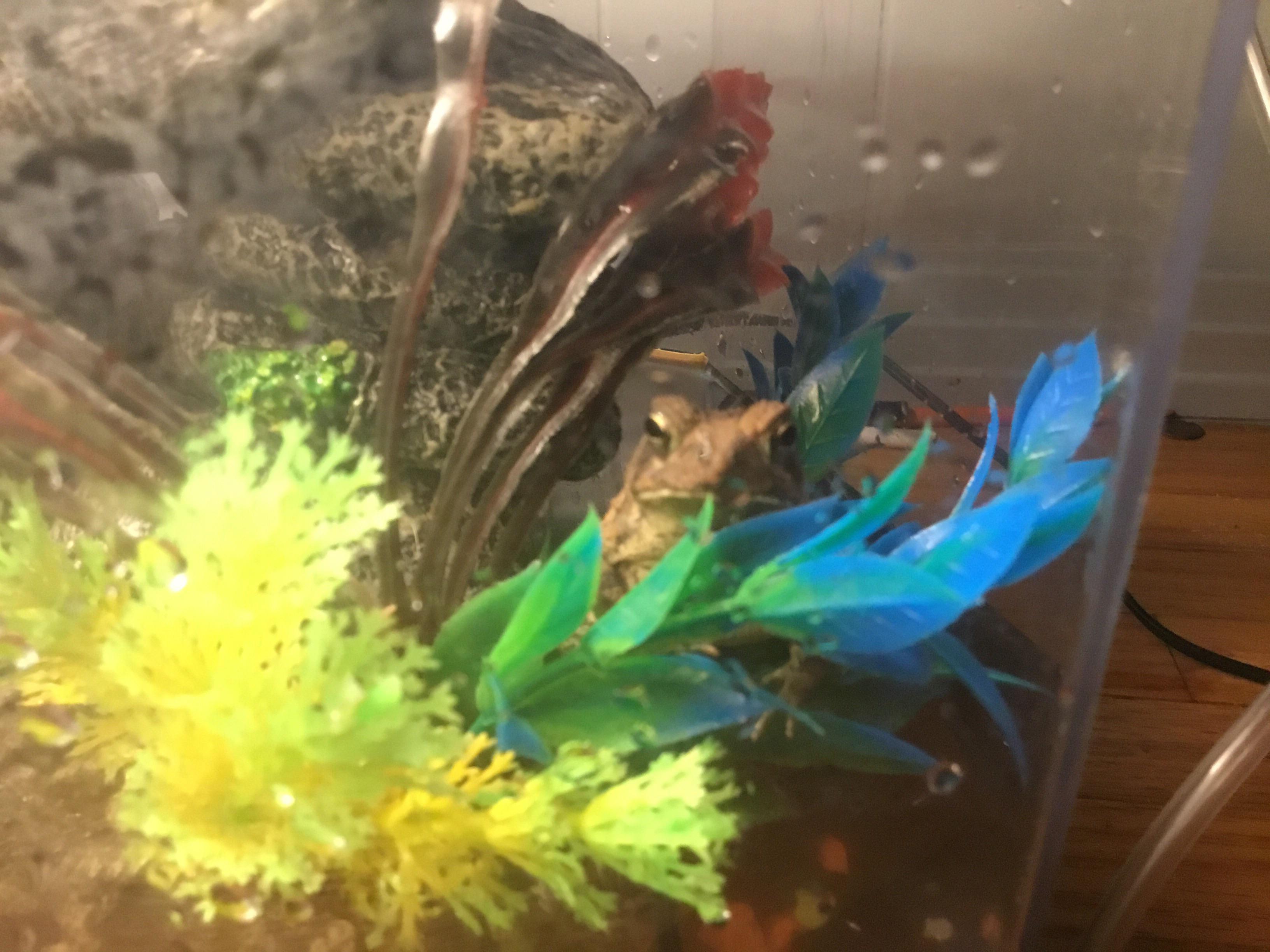 death glare | Scrolller