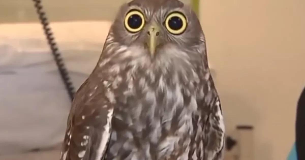 death stare | Scrolller