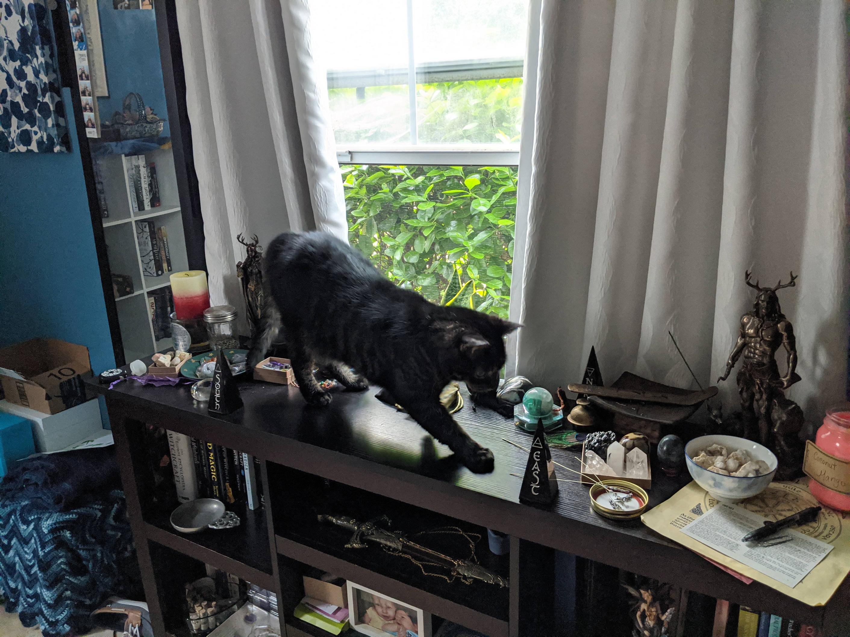 Decided to open up the windows and kitty was enjoying my altar while bird watching 😍 | Scrolller