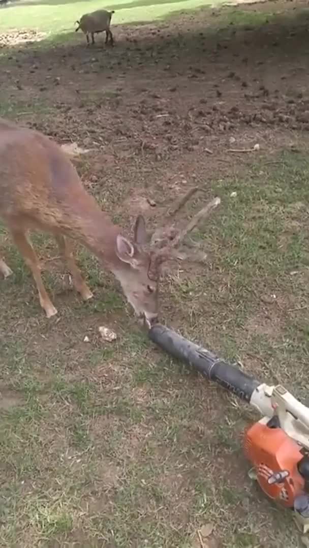 Deer enjoying a stihl blower | Scrolller