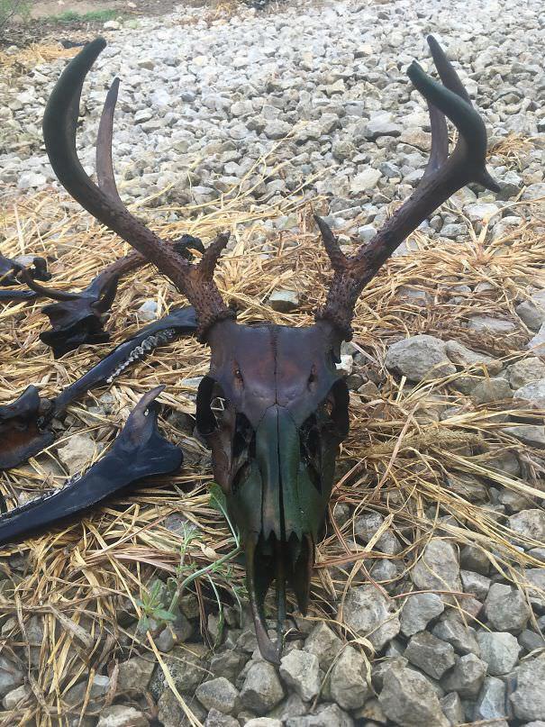 🔥 deer skull after sitting in water for over a year | Scrolller