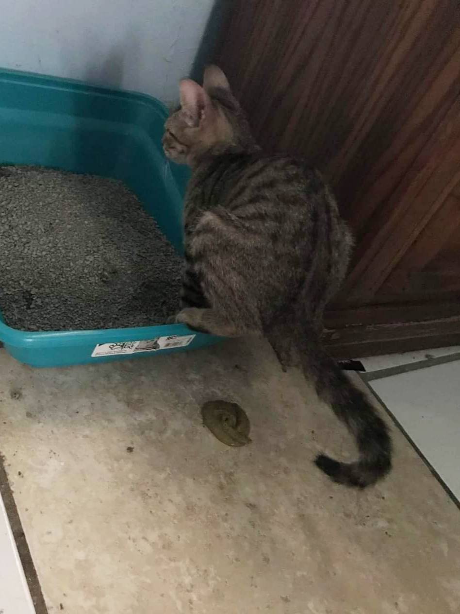 Defective litter box | Scrolller