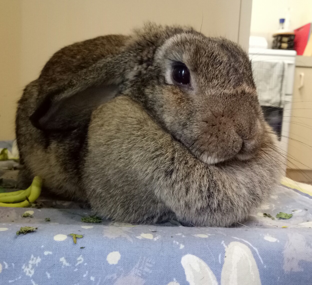 Deluxe fluff n puff | Scrolller