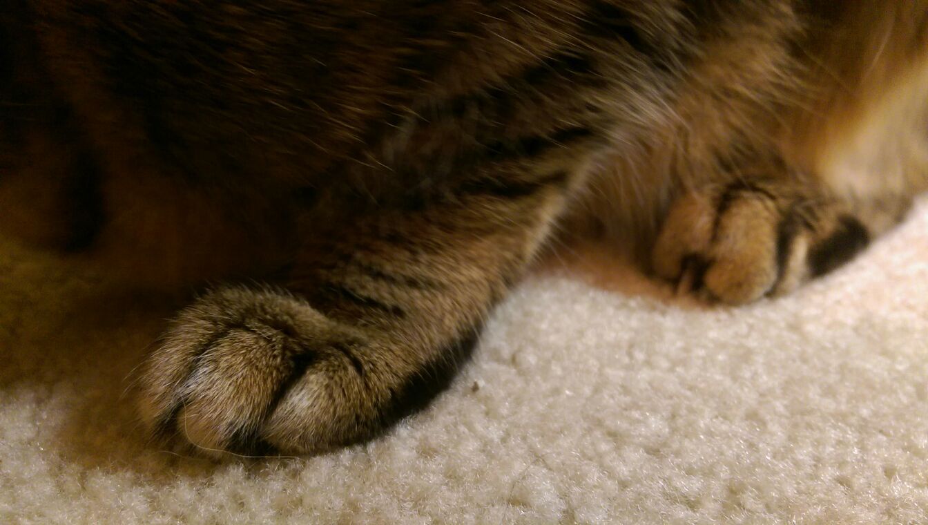 Dem paw pairs | Scrolller