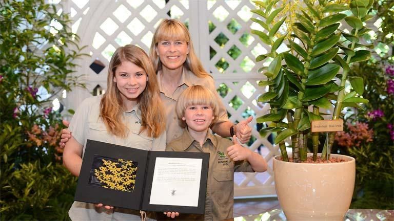 Dendrobium Bindi Irwin- No, Really | Scrolller