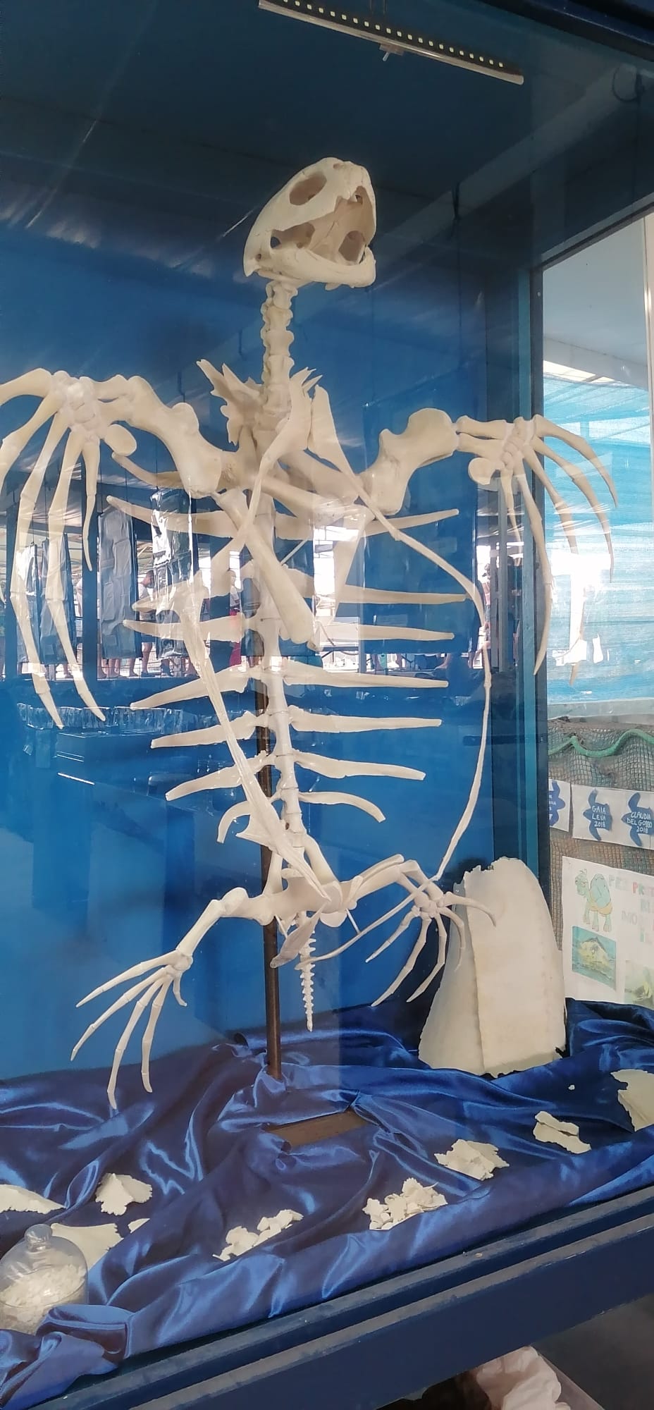 Dermochelys coriacea, Lampedusa, A giant turtle skeleton. There is only another one like this in ...