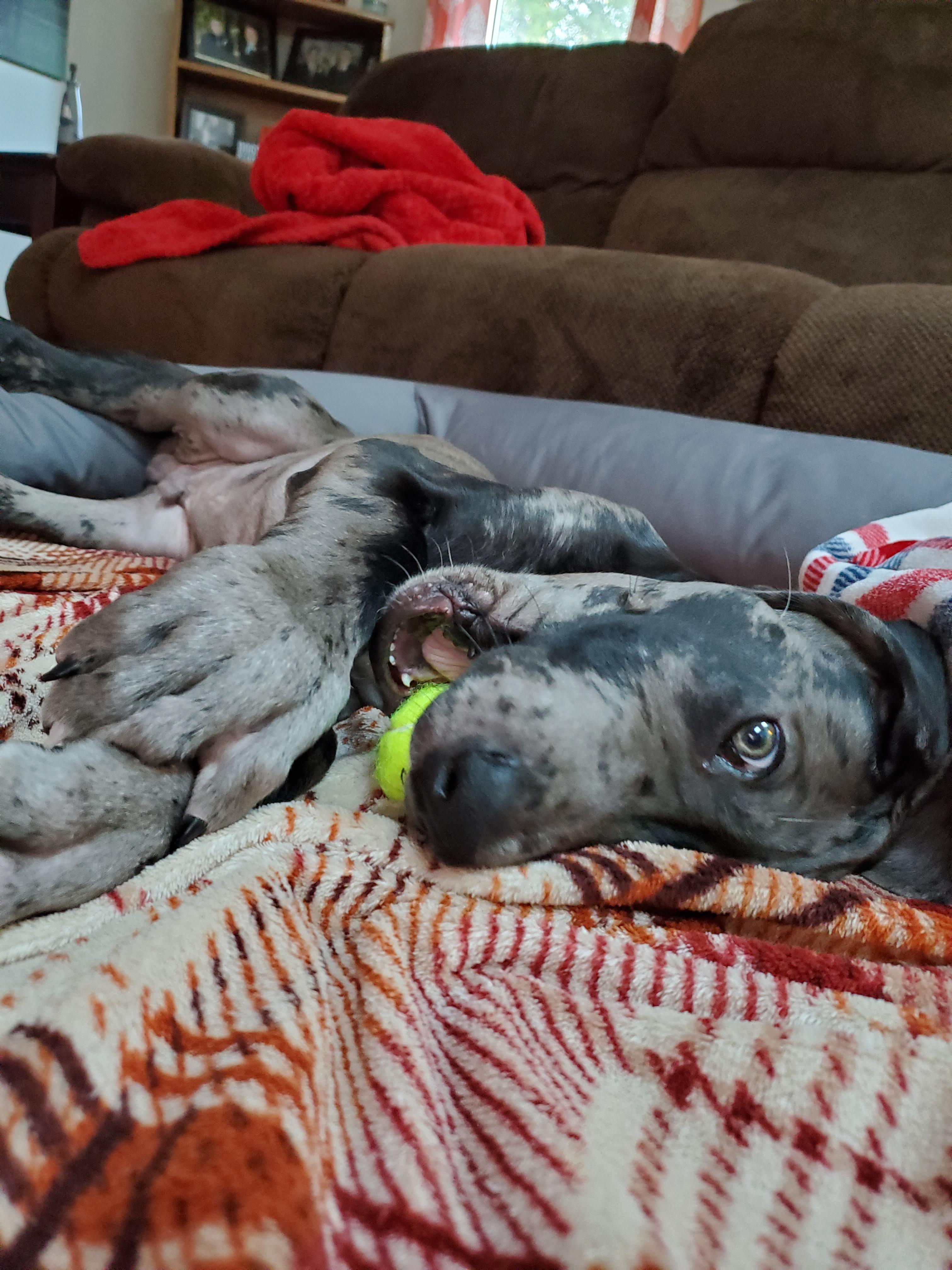 Derp? Derp. | Scrolller