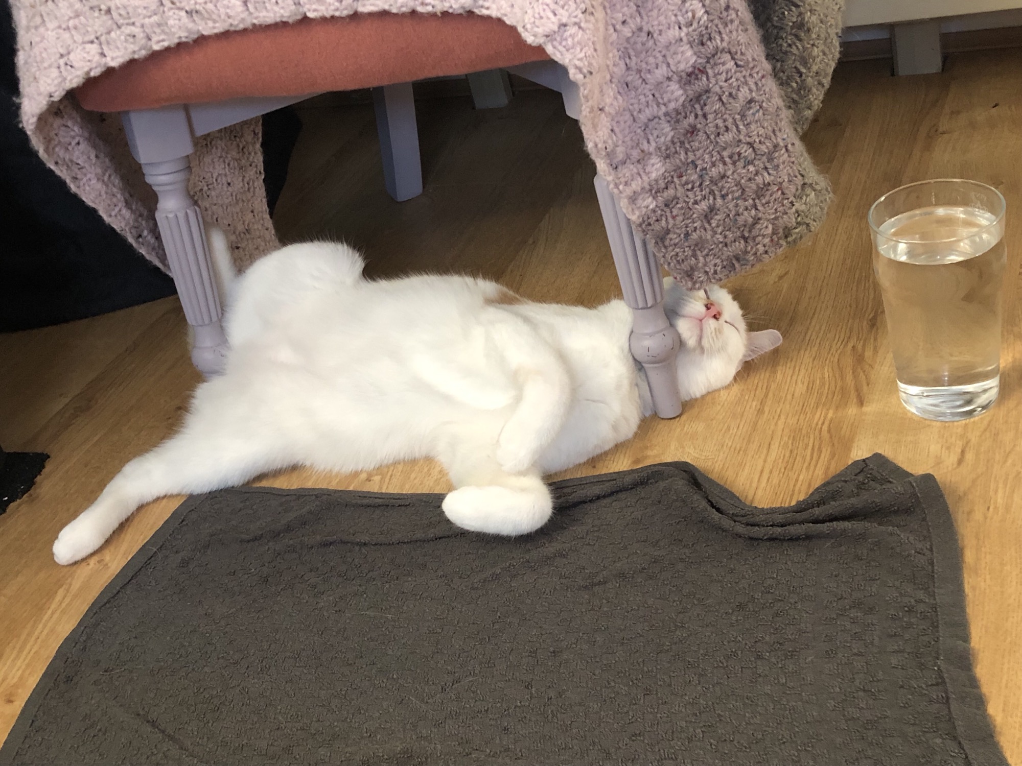 Derp in a heatwave | Scrolller