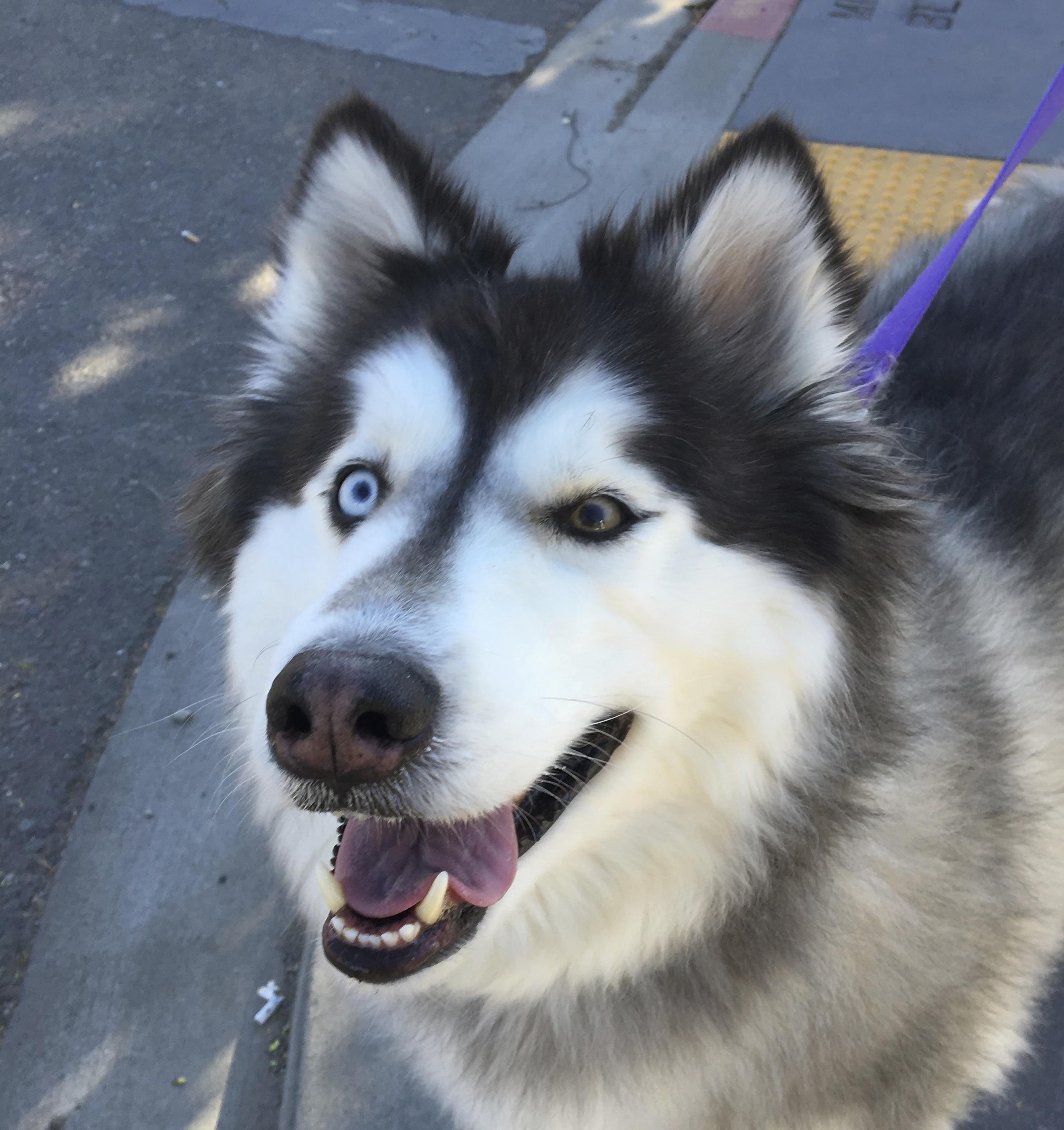 Derpy Husky with heterochromia | Scrolller