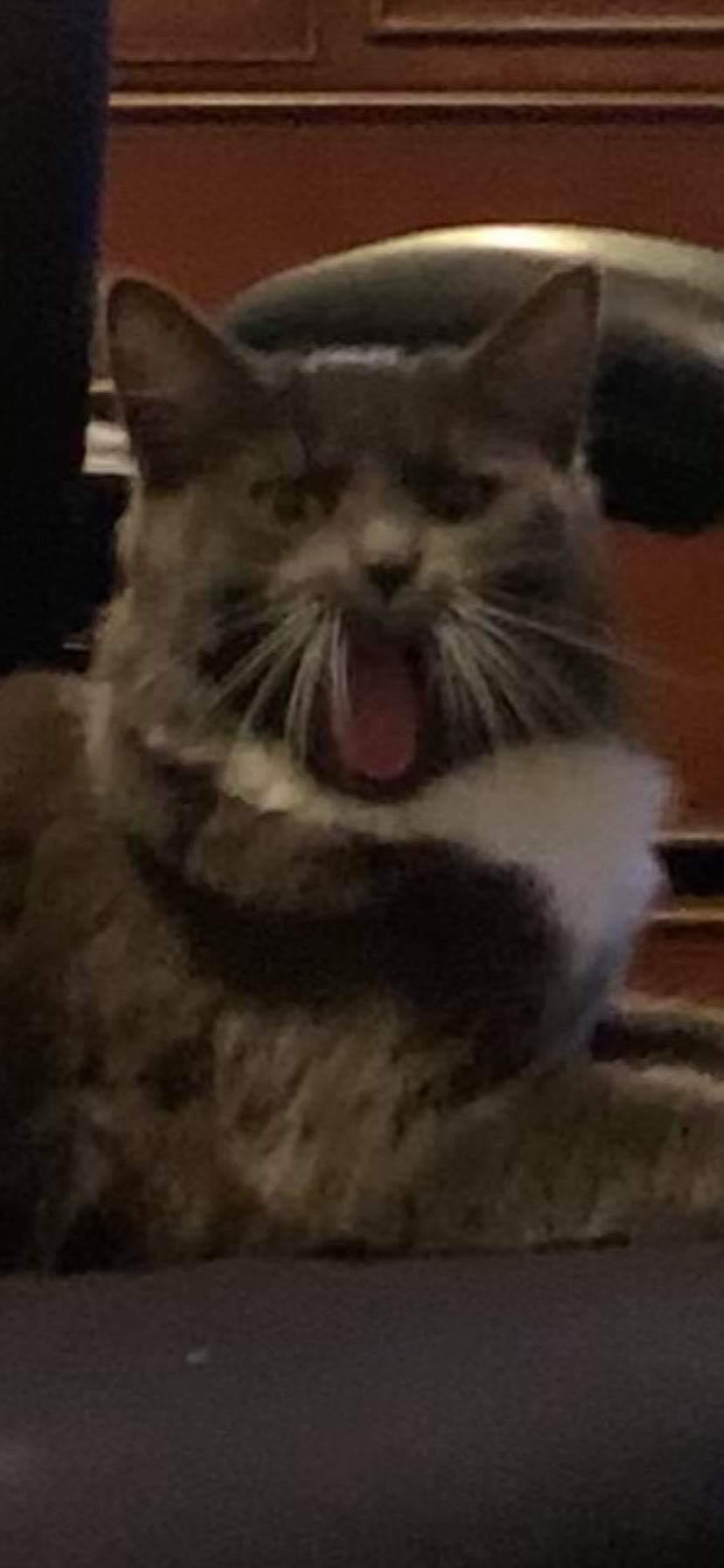 Derpy yawn | Scrolller