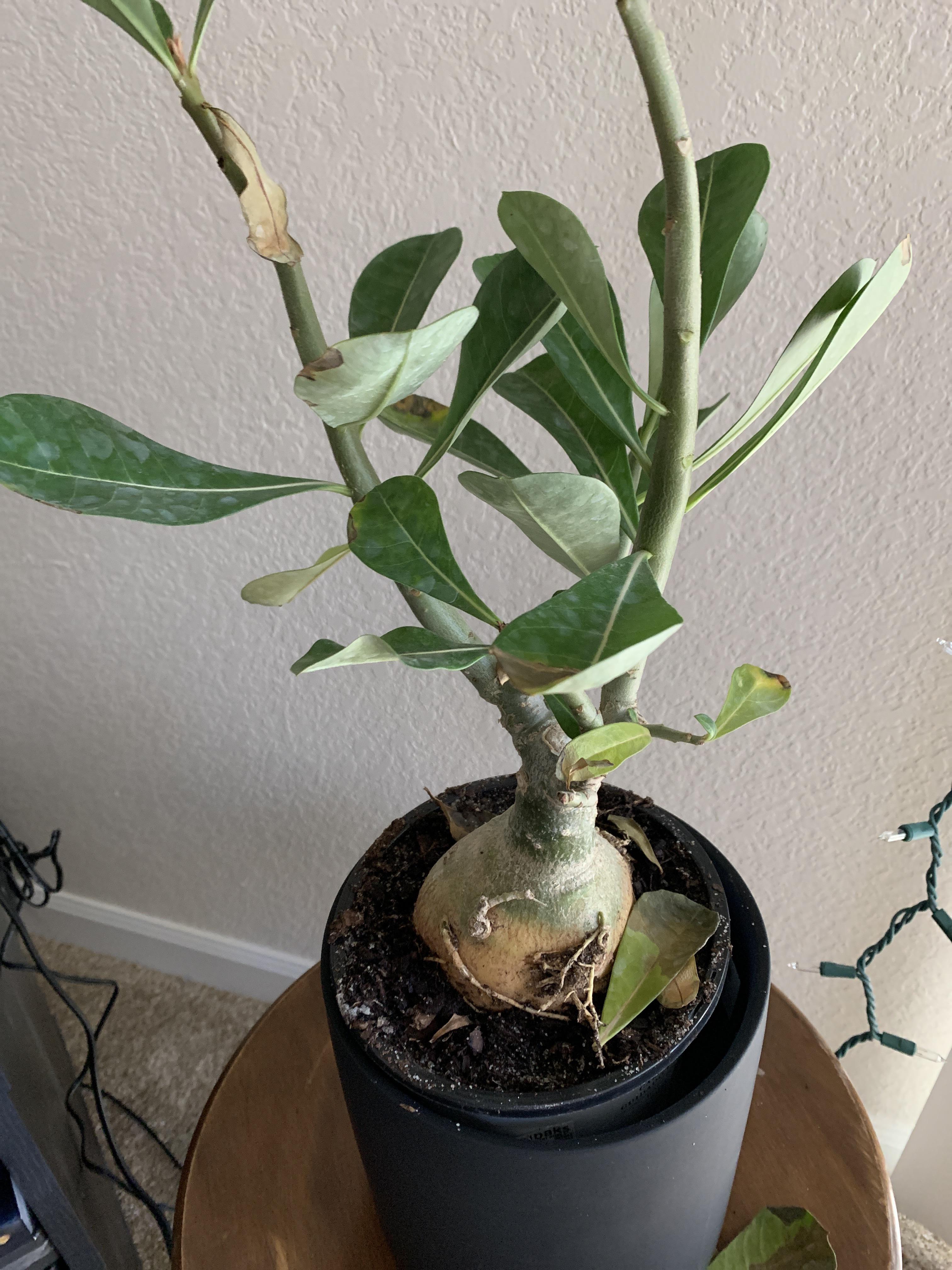 Desert rose is struggling. Can anyone tell from the image what might be the core issue? Been ...