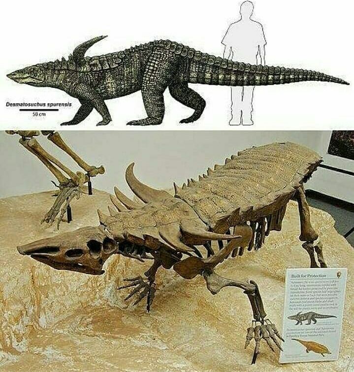 Desmastosuchus, an extinct genus of archosaur belonging to the Order Aetosauria. It lived during ...