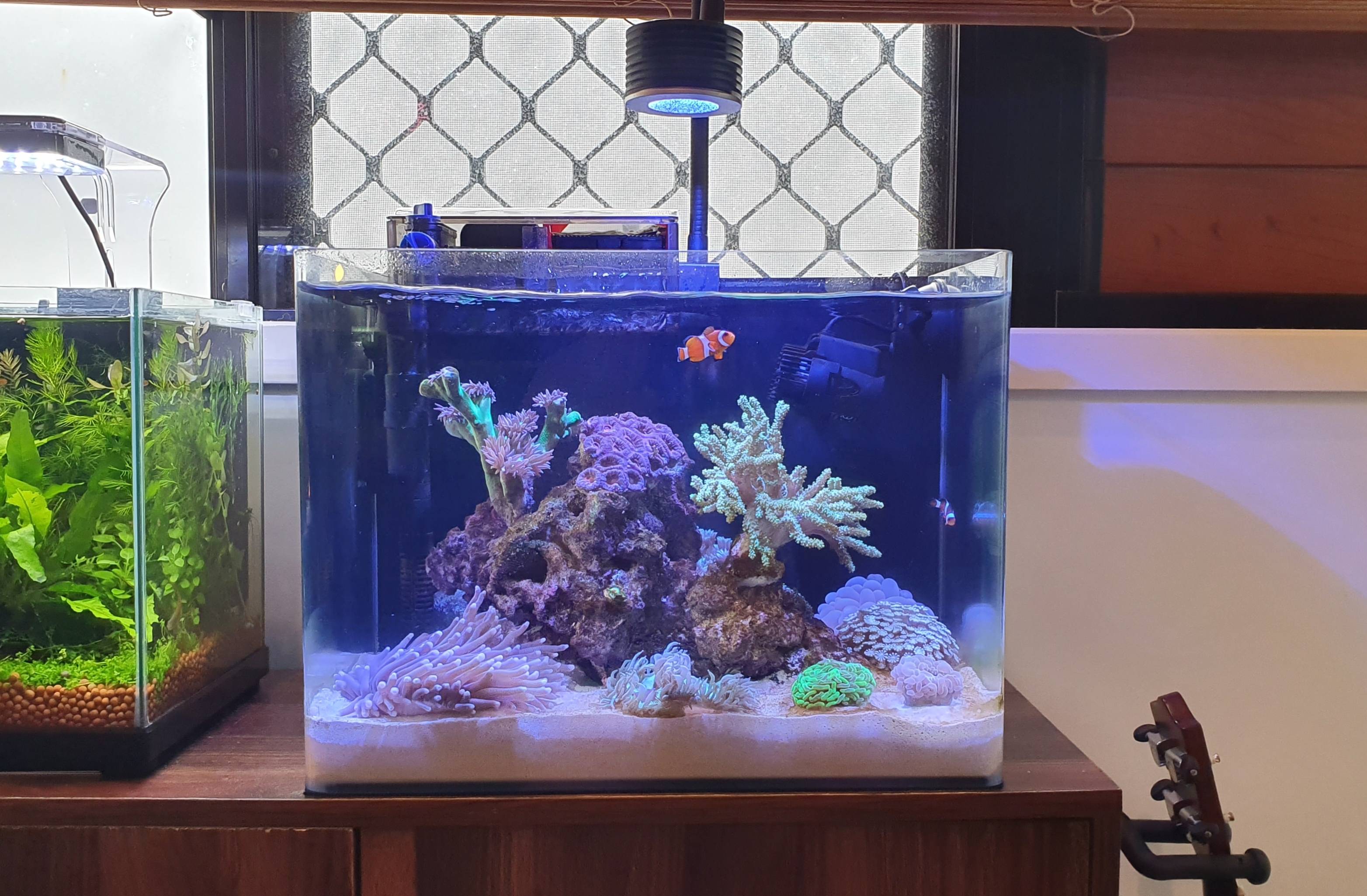 Despite COVID-19, I still managed to finally finish off my nano reef! What do you guys think ...