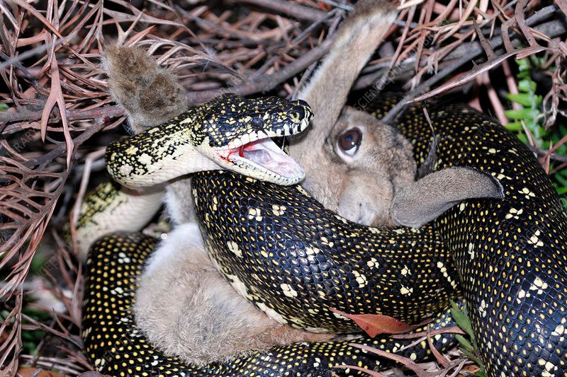 Diamond Python constricting an invasive European Rabbit | Scrolller