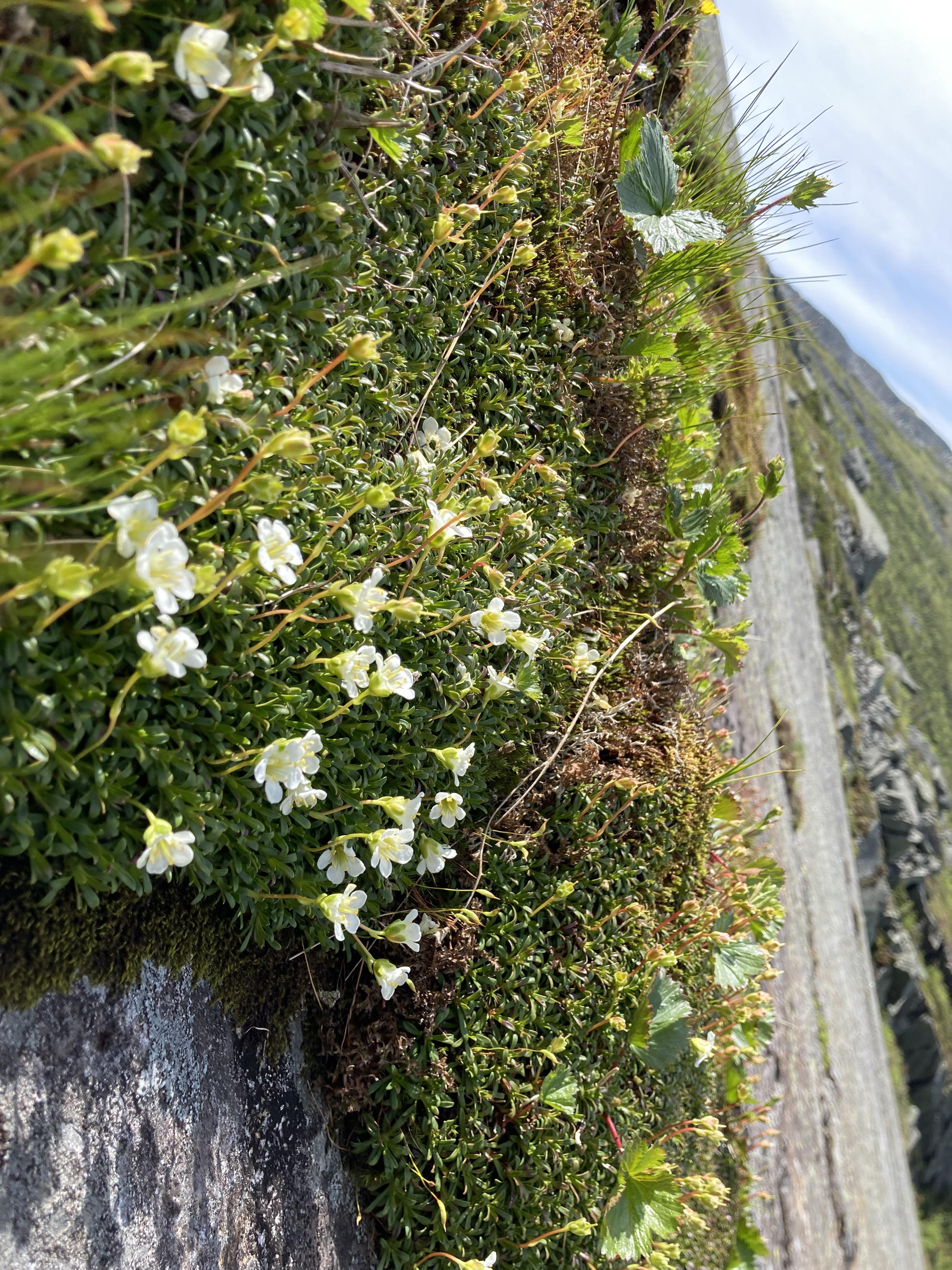 Diapensia Lapponica in the white mountains of NH | Scrolller
