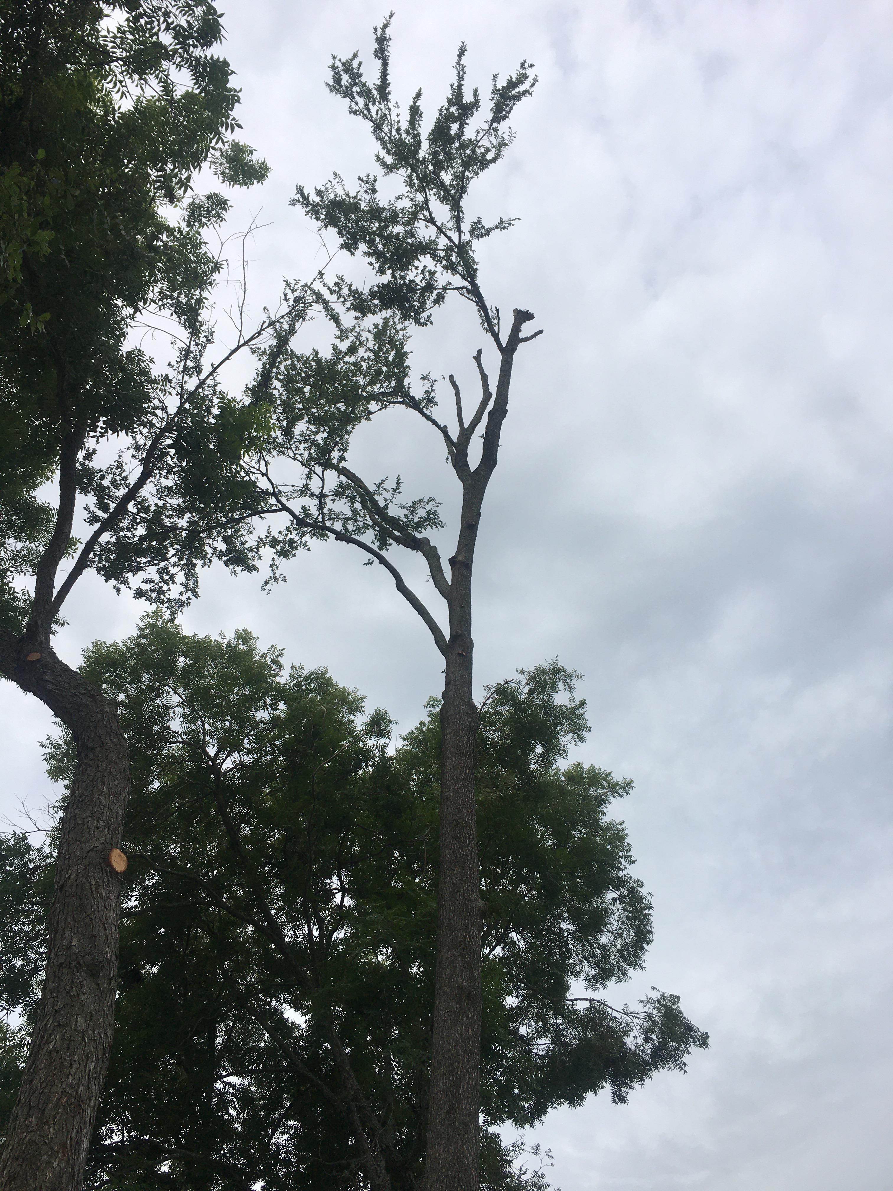 Did I just kill my tree? | Scrolller