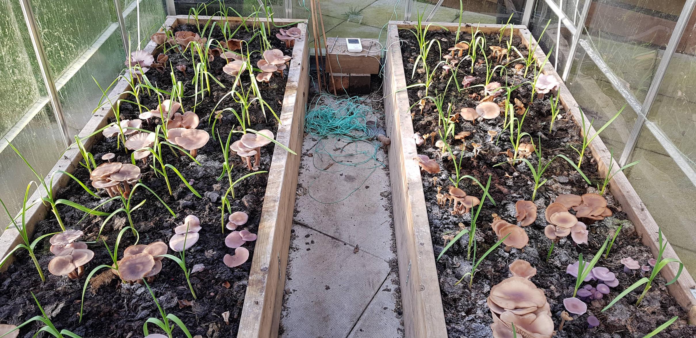 Did I make fungally dominated compost? | Scrolller