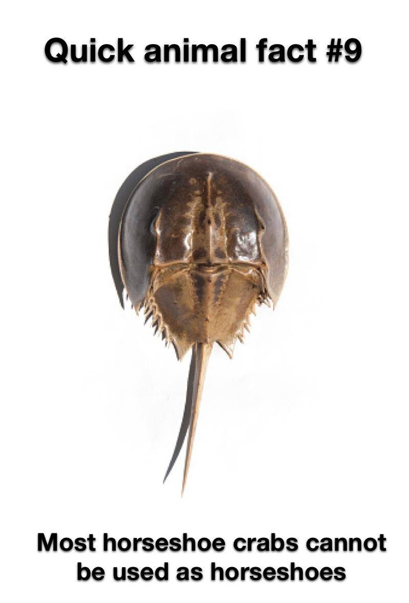 Did you know? | Scrolller