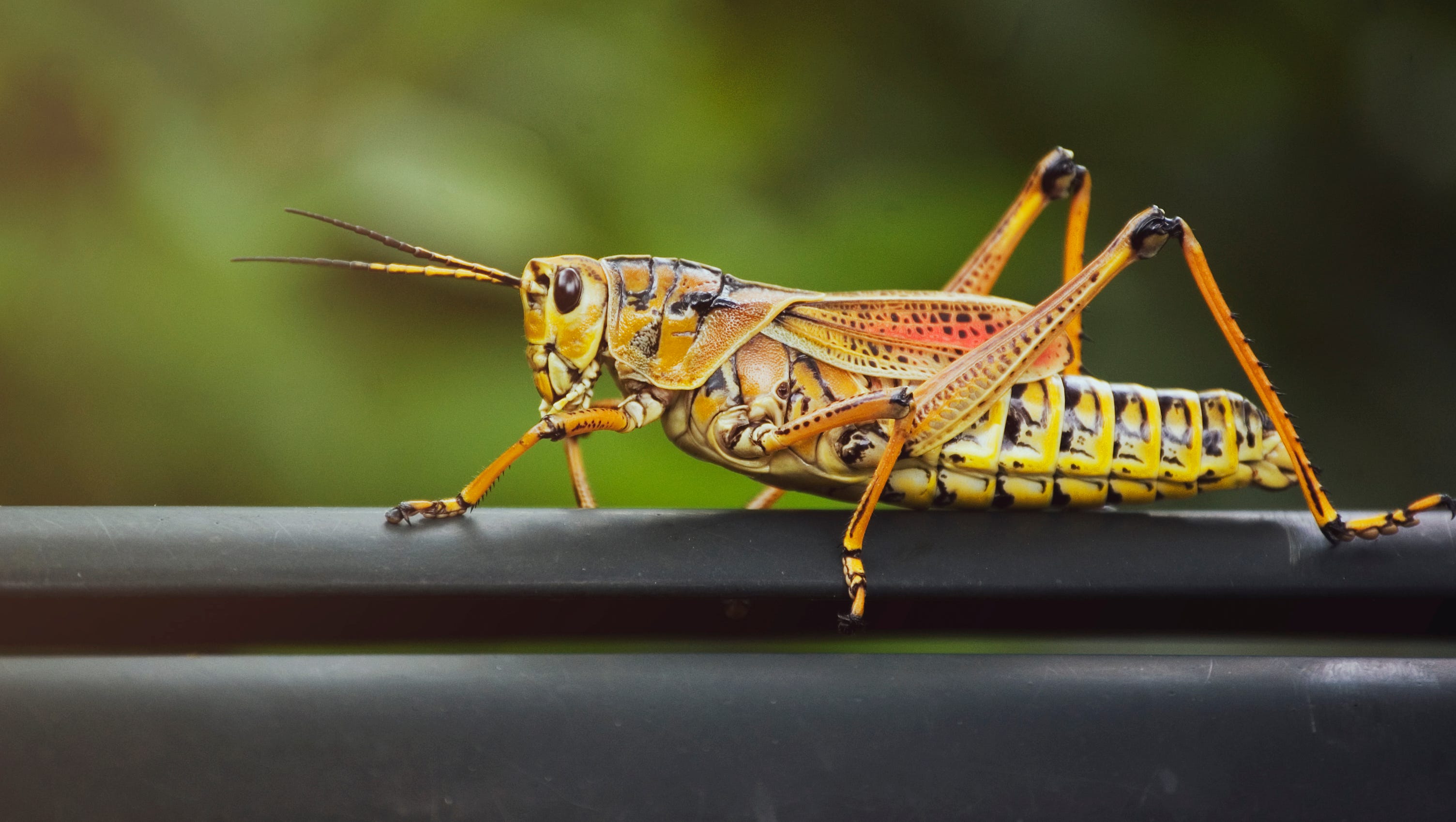 Did you know? Grasshoppers have the most species of any incest with over 6,350,000,000 species ...