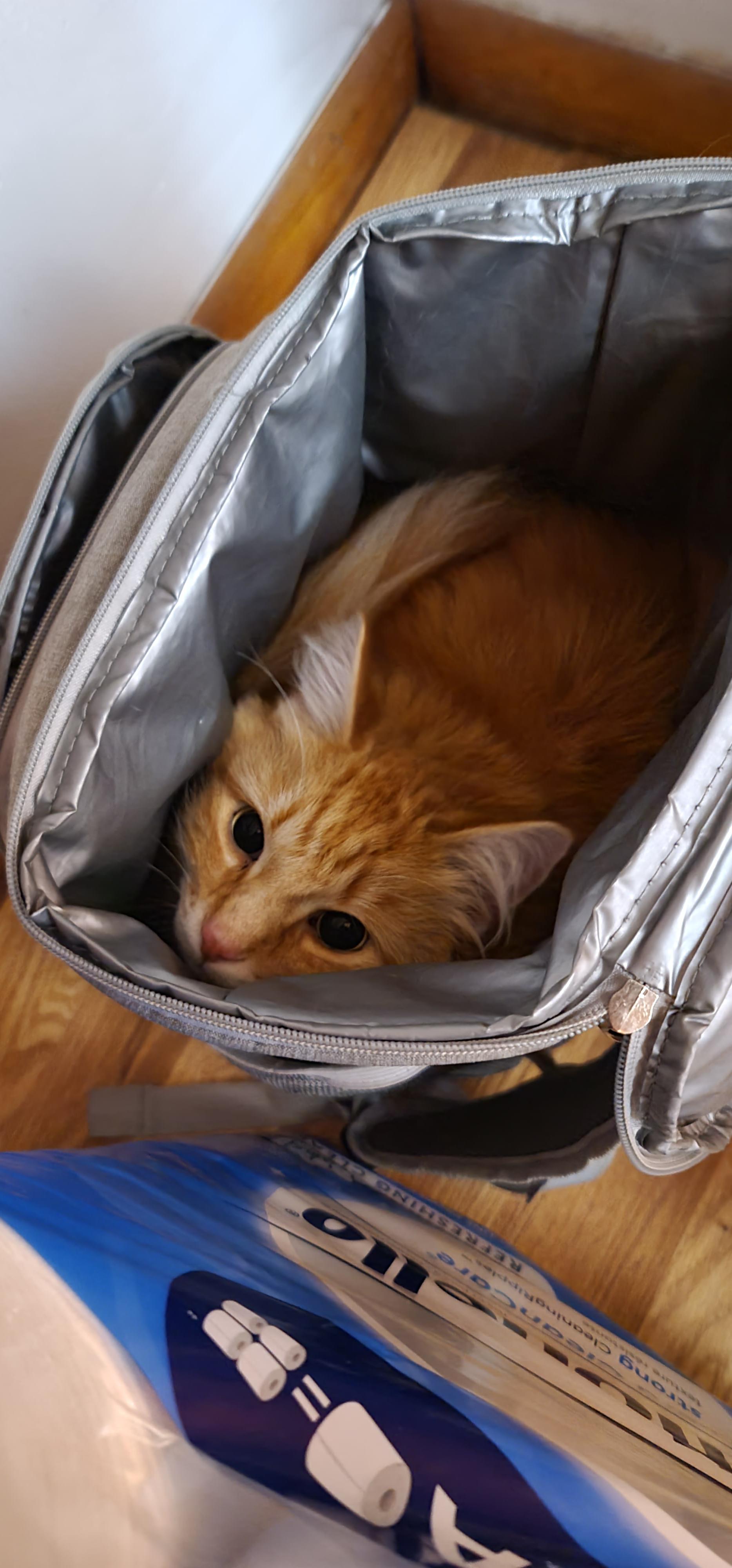 Didn't take moving day very well | Scrolller