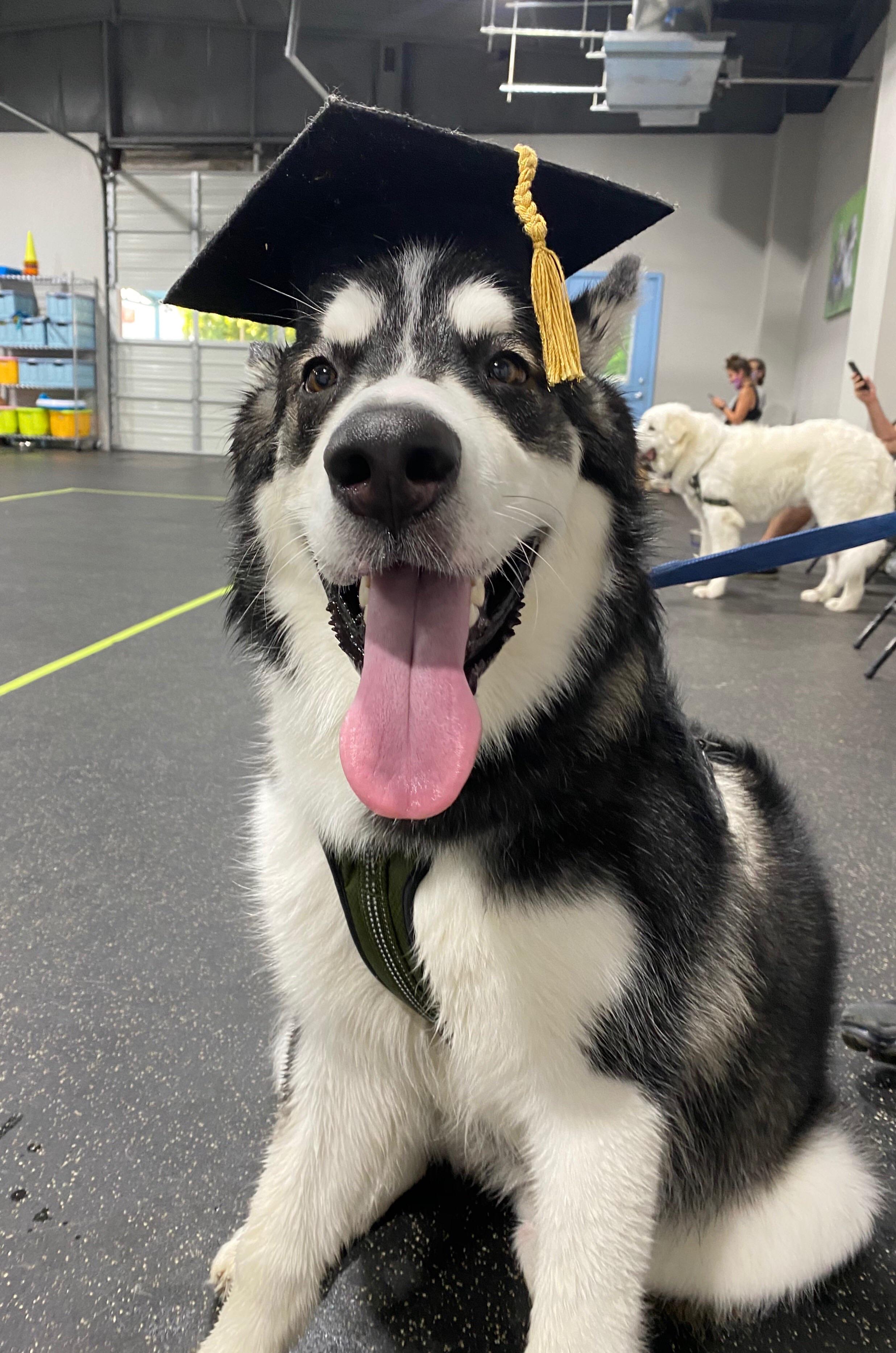 Diesel Turned 1 Today 🎉 | Scrolller