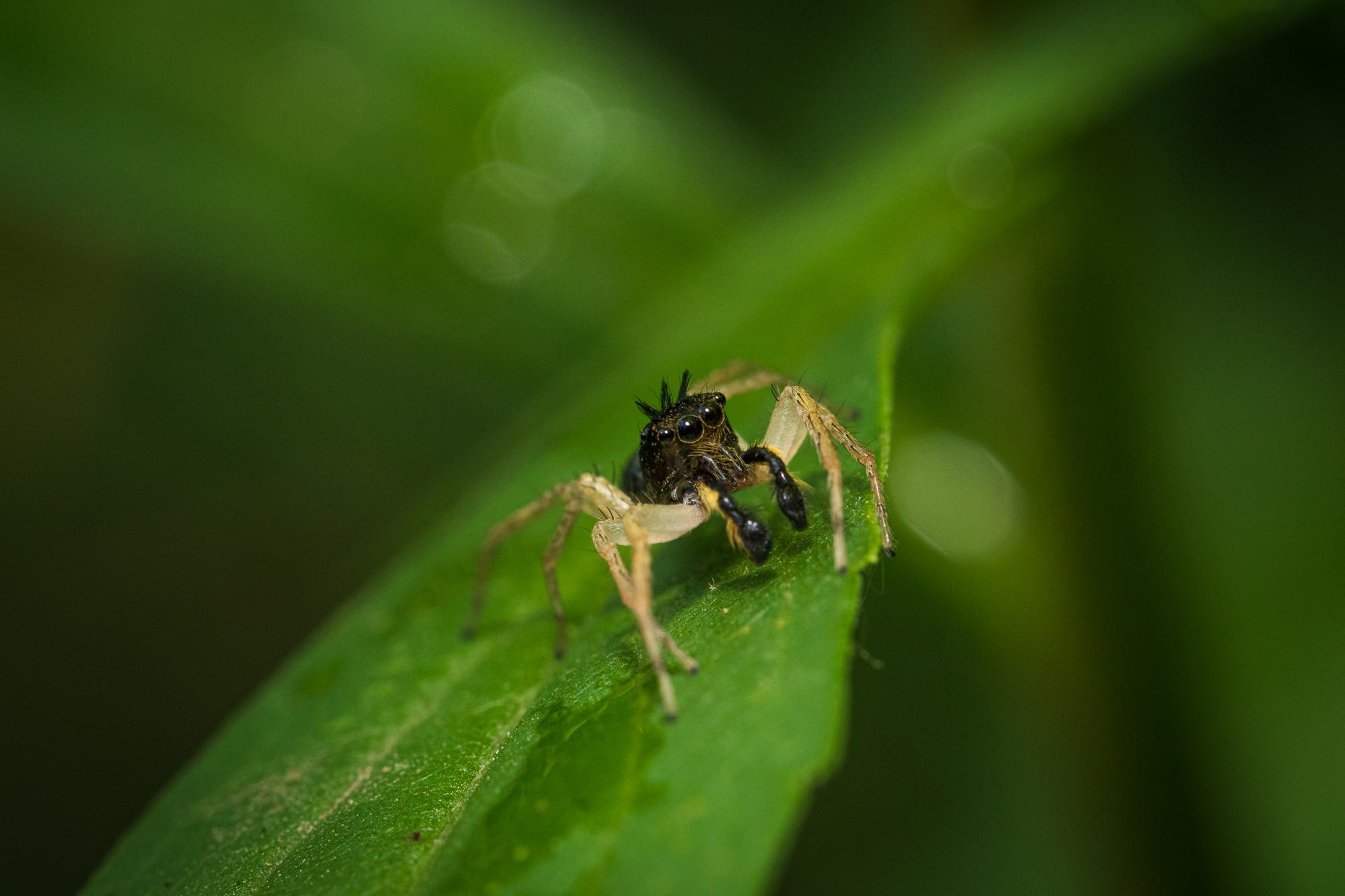 Dimorphic jumping spider [OC] | Scrolller
