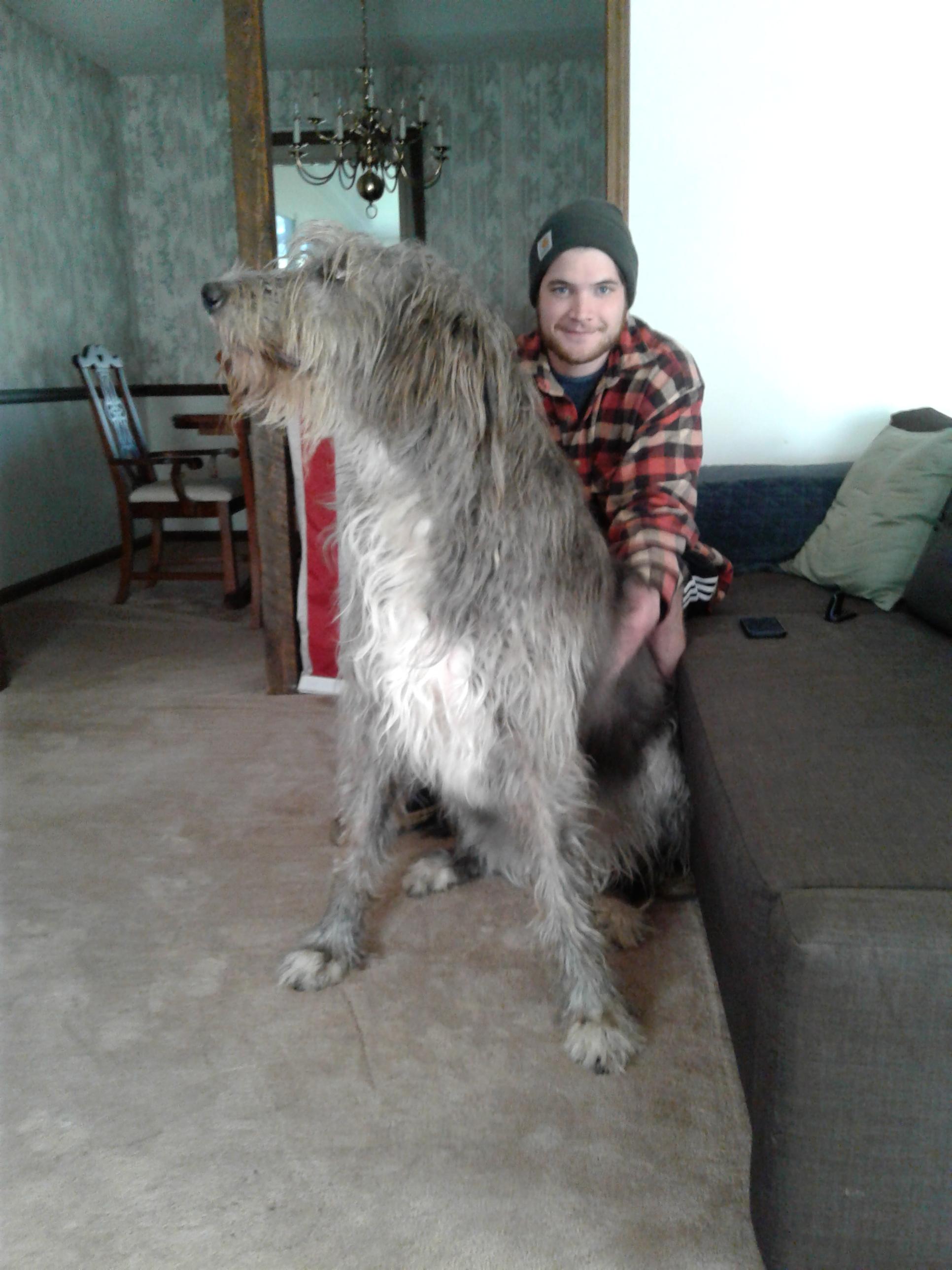 Dire Wolf | Scrolller