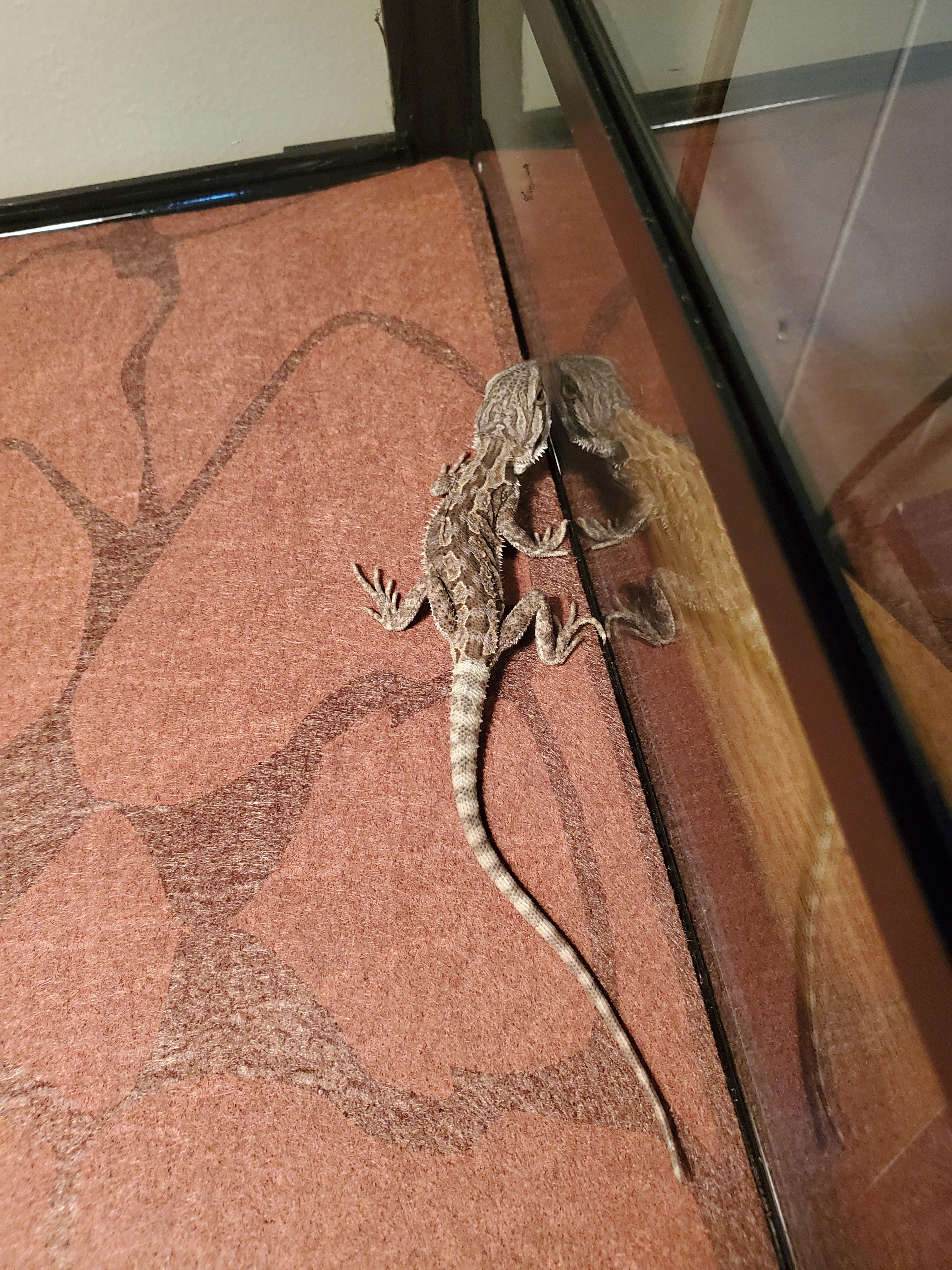 Discoloration in her tail? | Scrolller